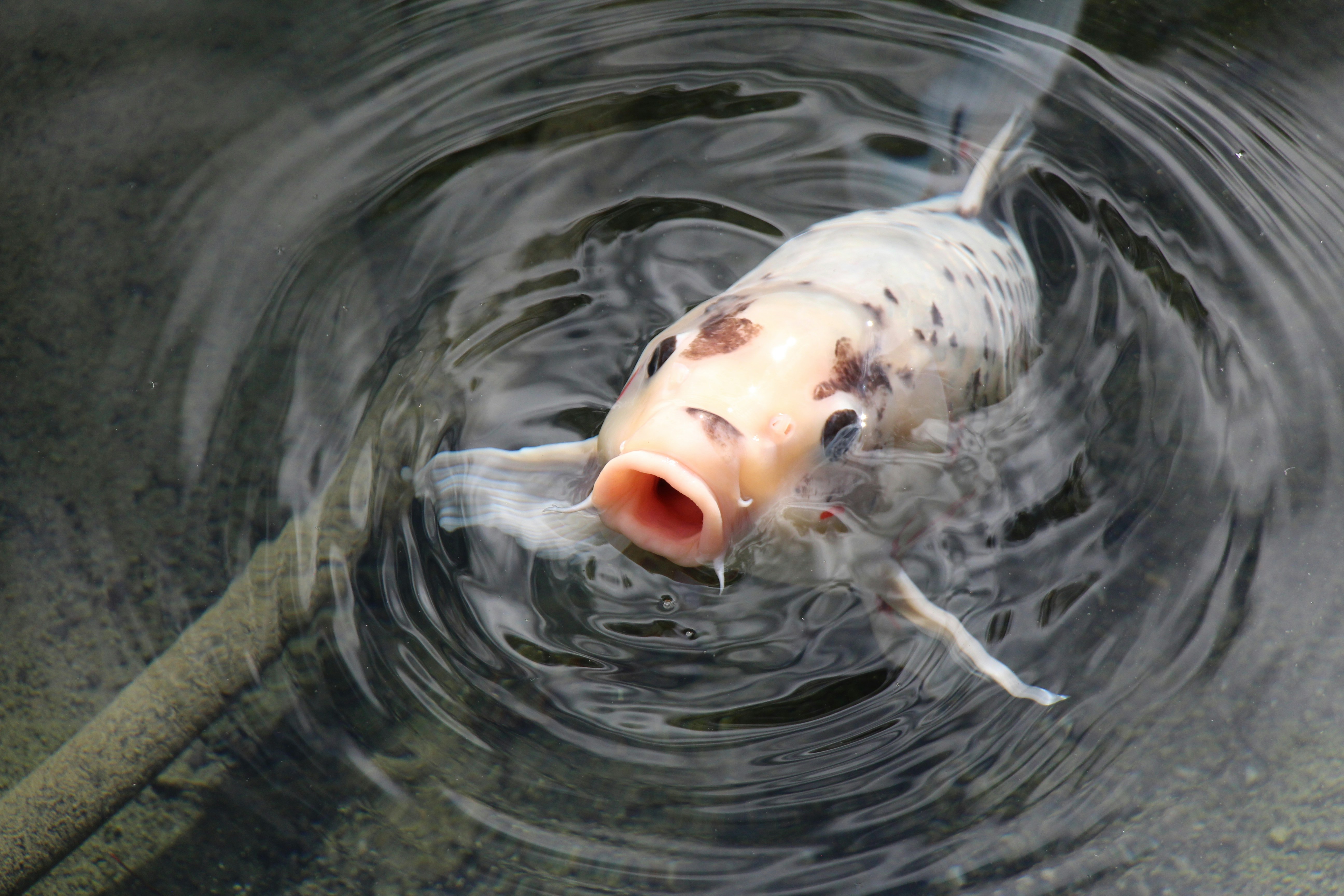 Koi Portrait: Center of Ripples in a Pond