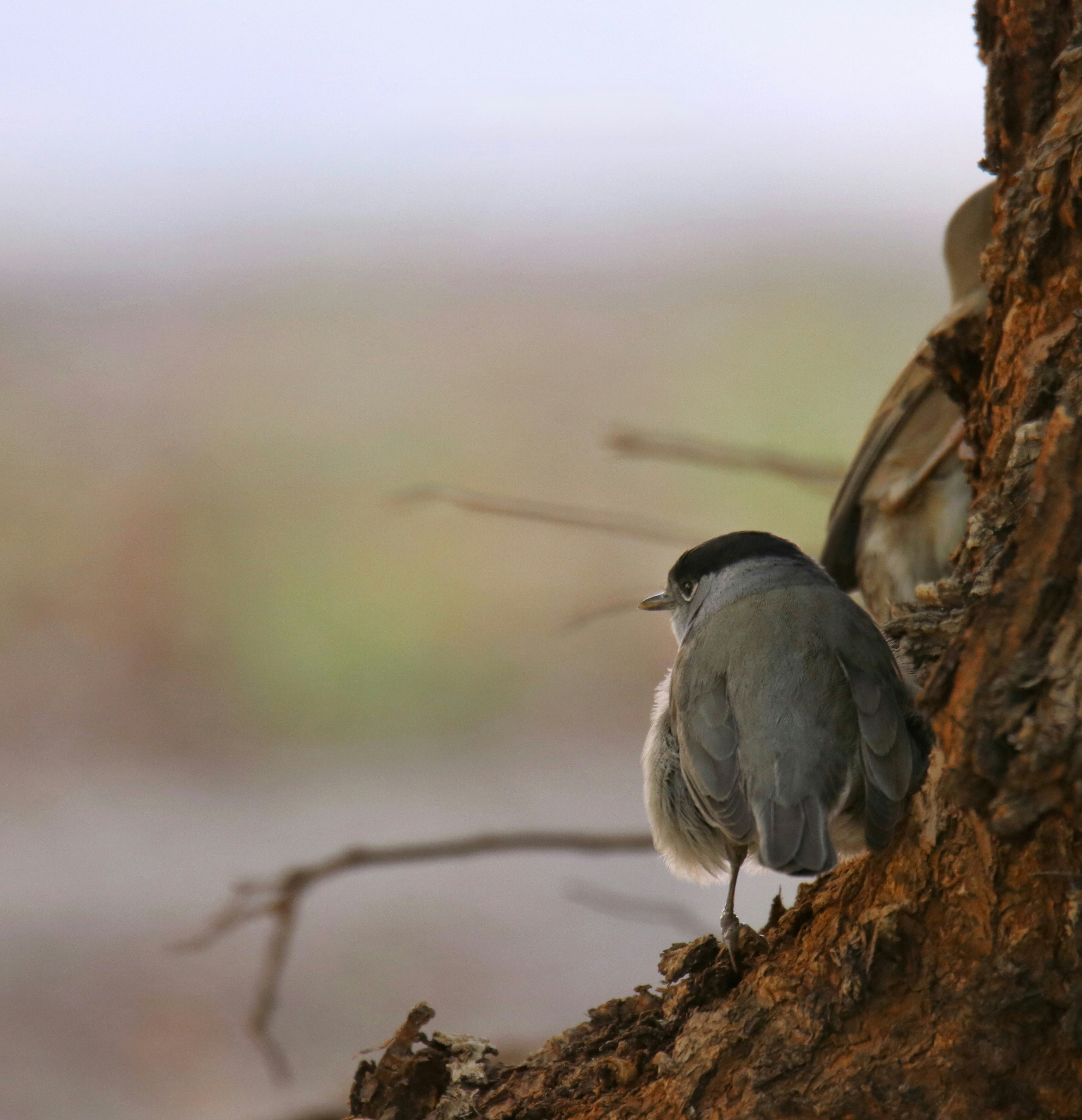 Perched Warbler on Weathered Boreal Bark