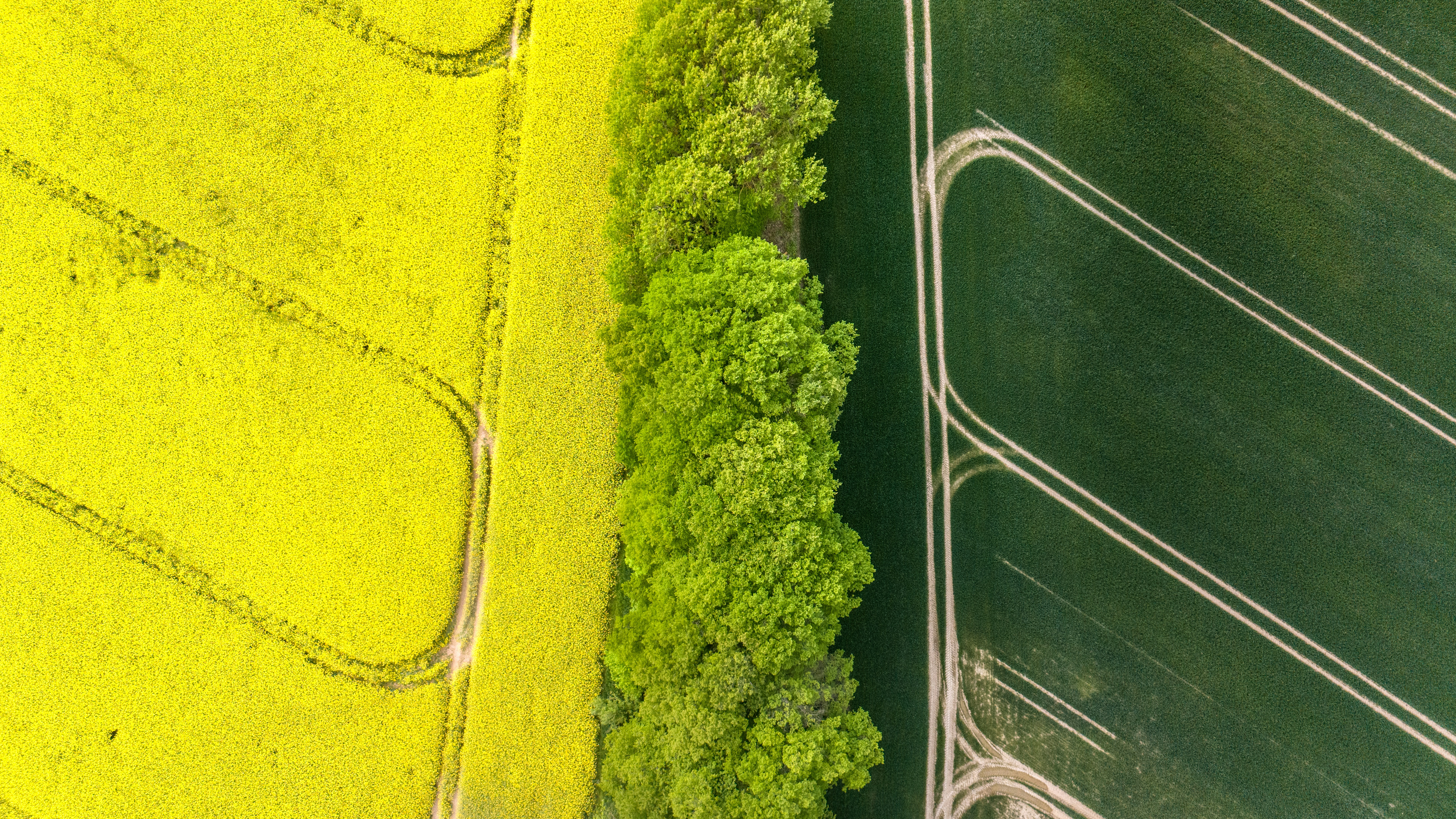 Yellow Field Meets Emerald Row: A Drone’s Eye Overland Parallel