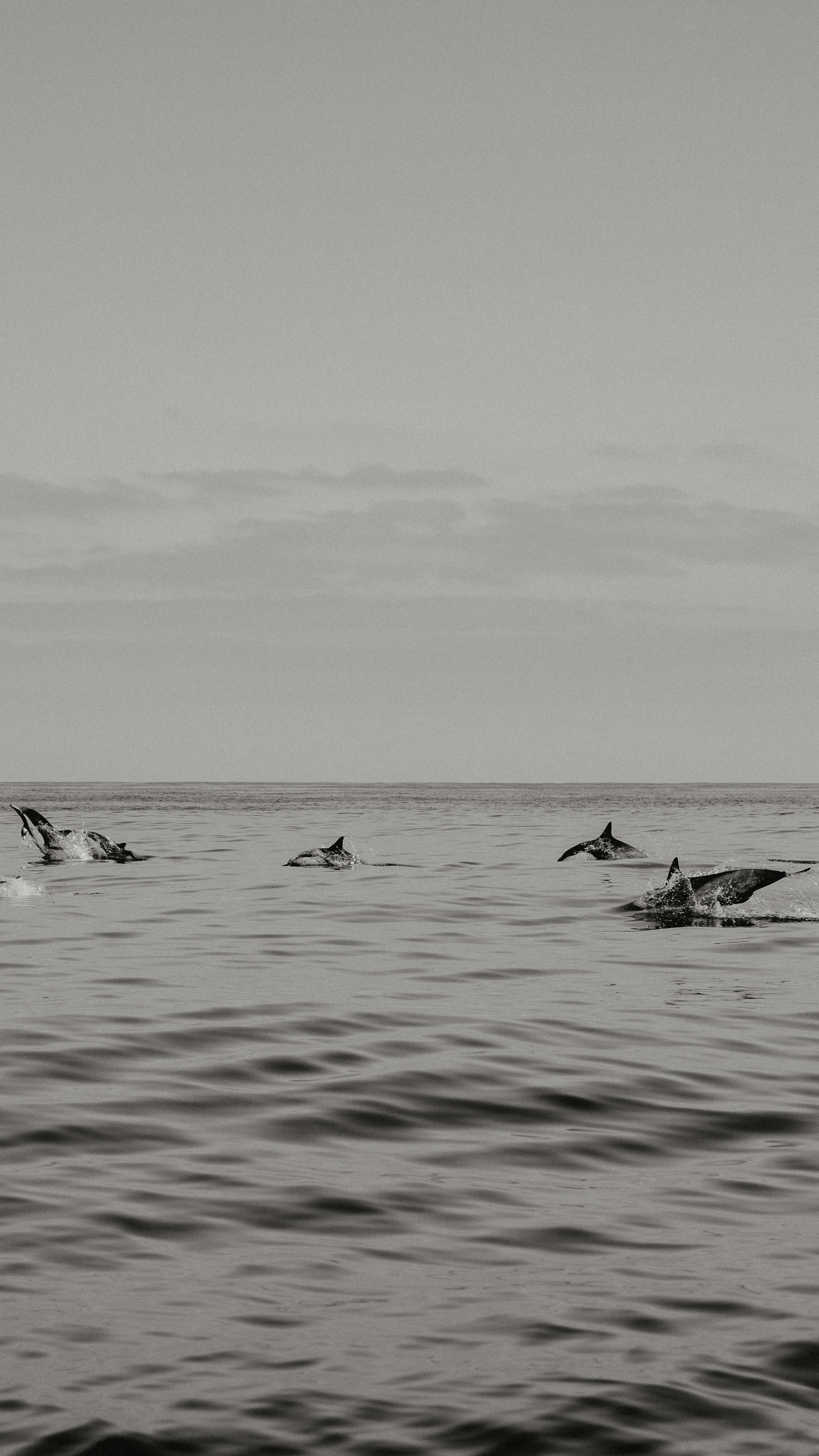 Dorsal Silhouettes: Whales Surfacing Near the Horizon