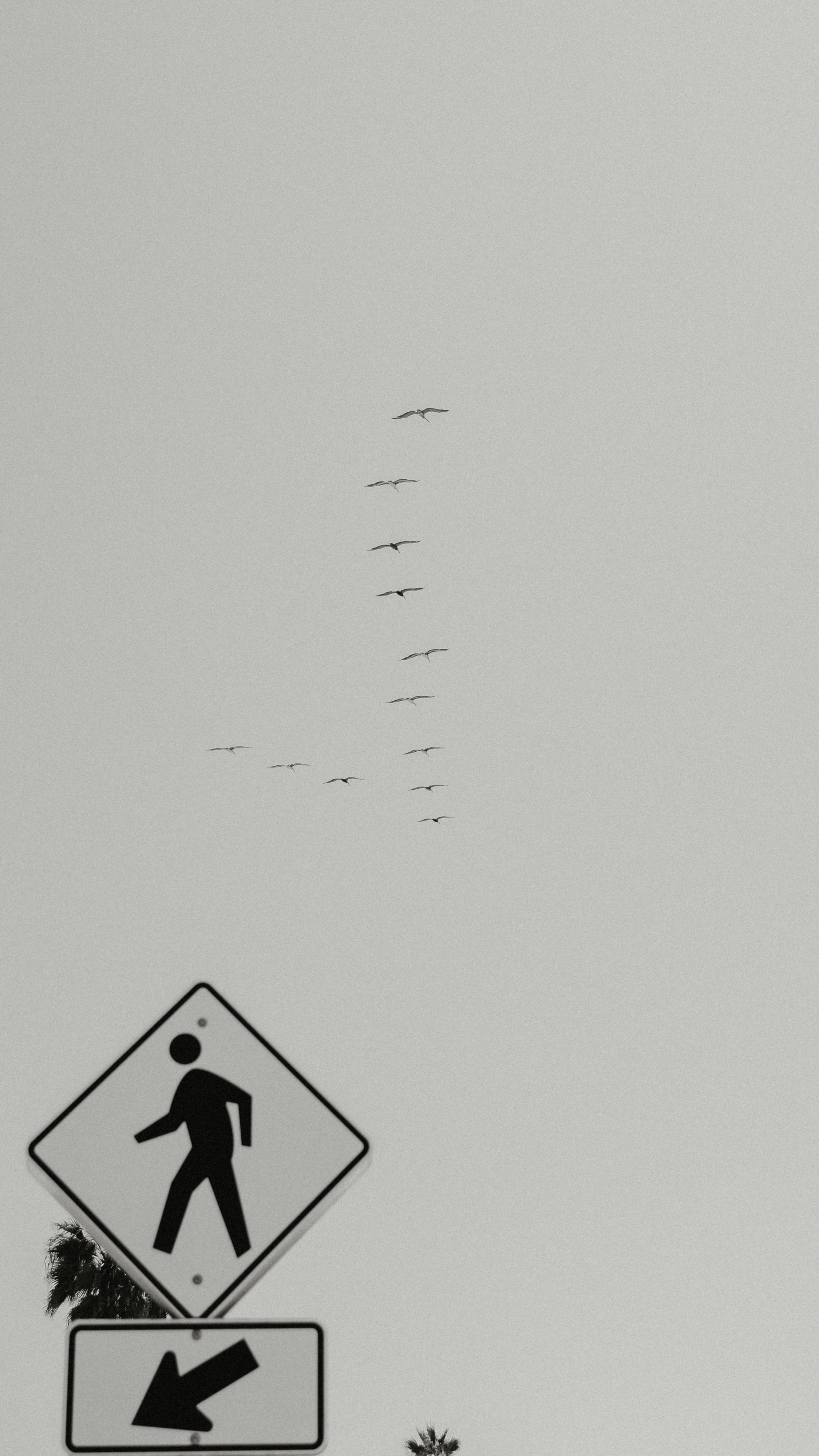 Flight of the Signpost Birds