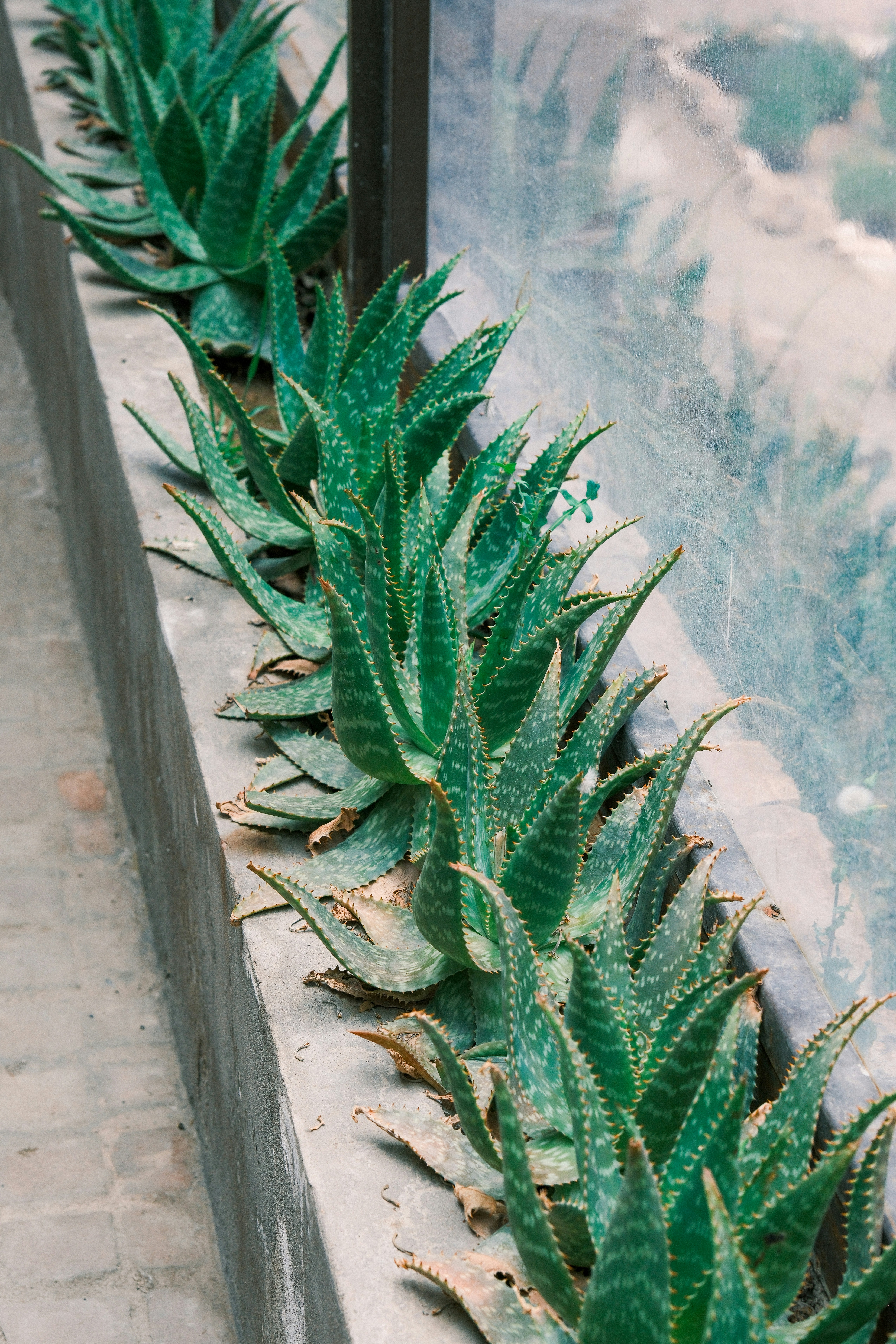 Green Succulent Row Along a Glass Barrier