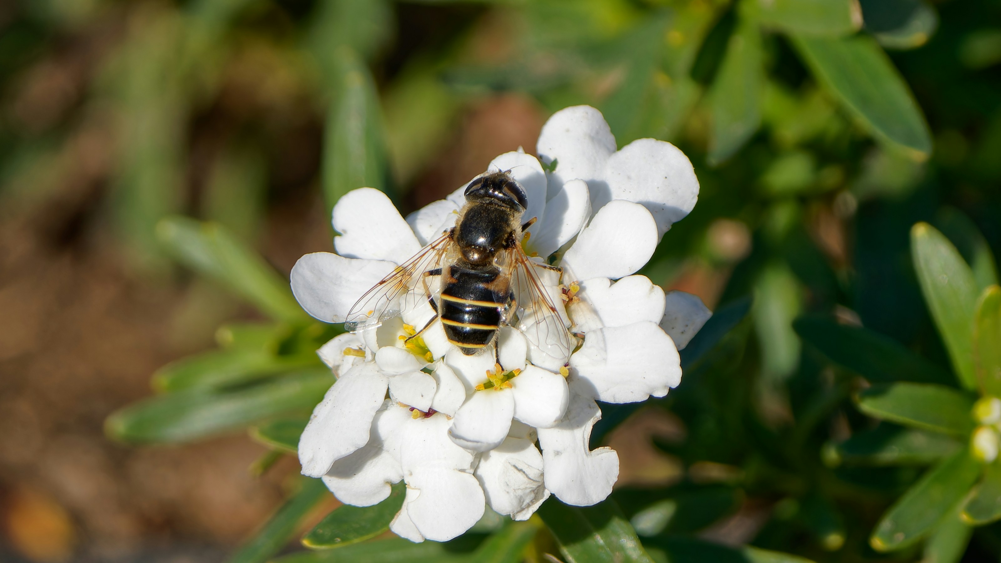 Bee on White Petal Crown: Close-Up of a Hovering Pollinator