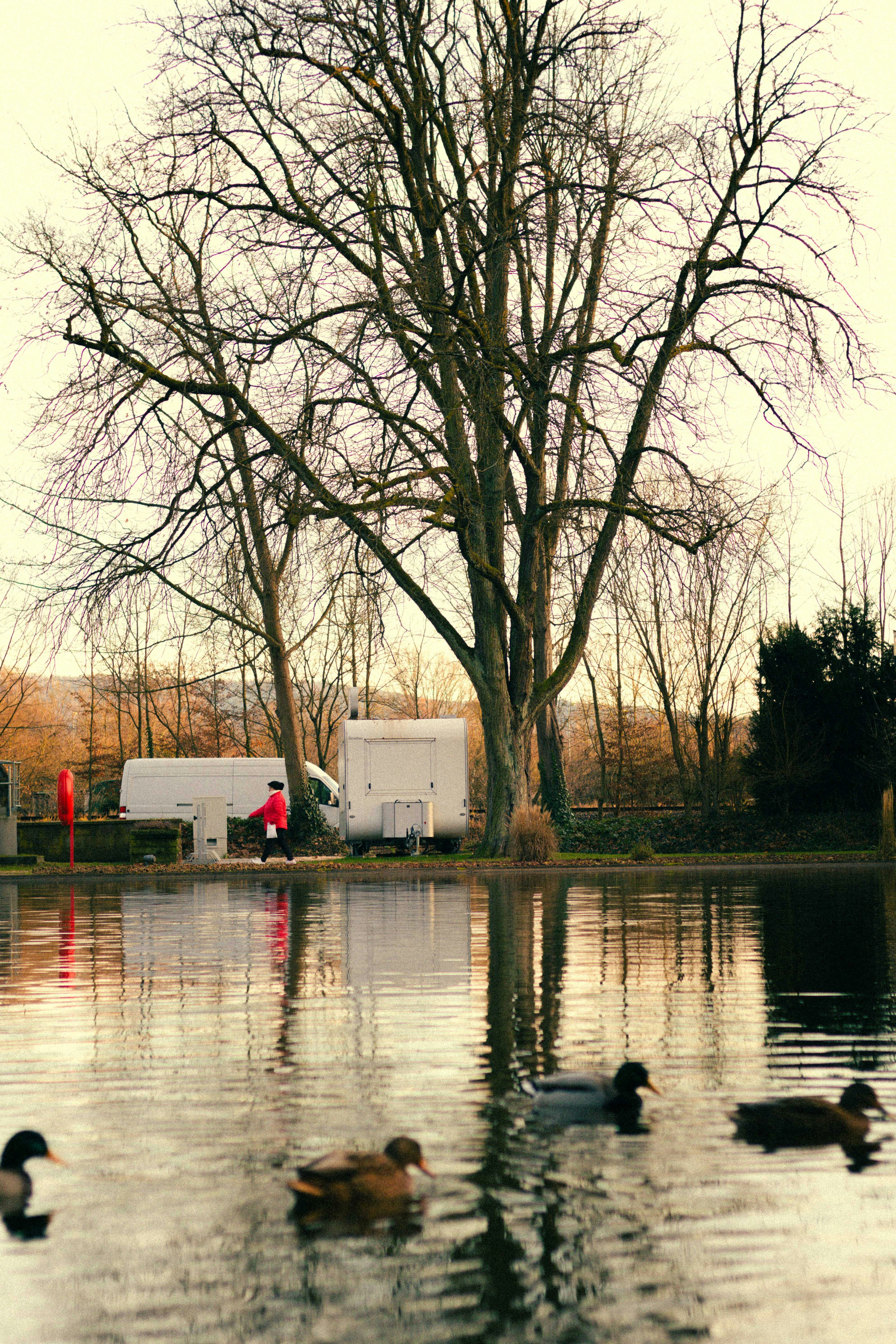 Mirror of Weeping Branches by the Riverside