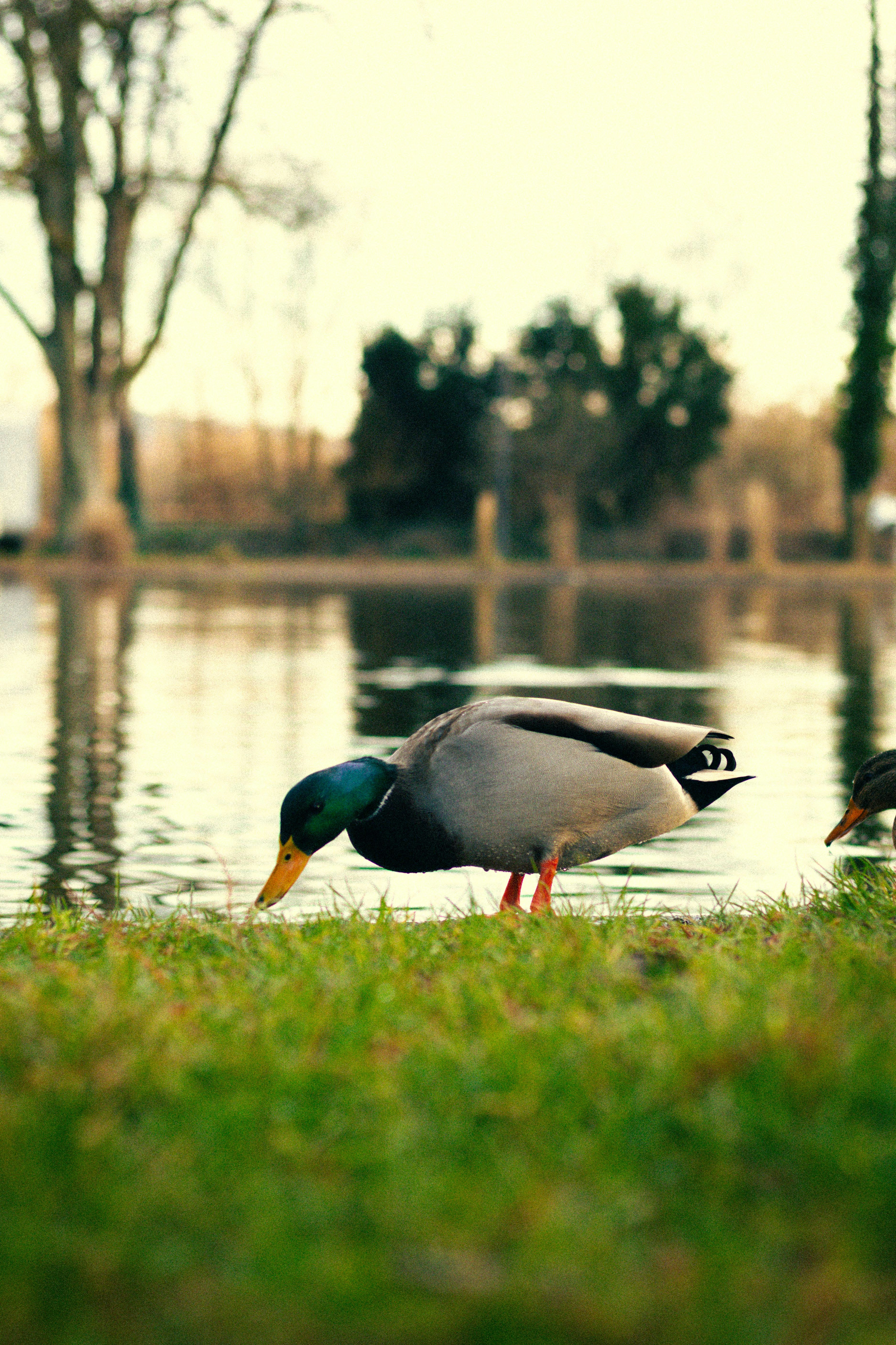 Green-Headed Mallard by the Riverbank