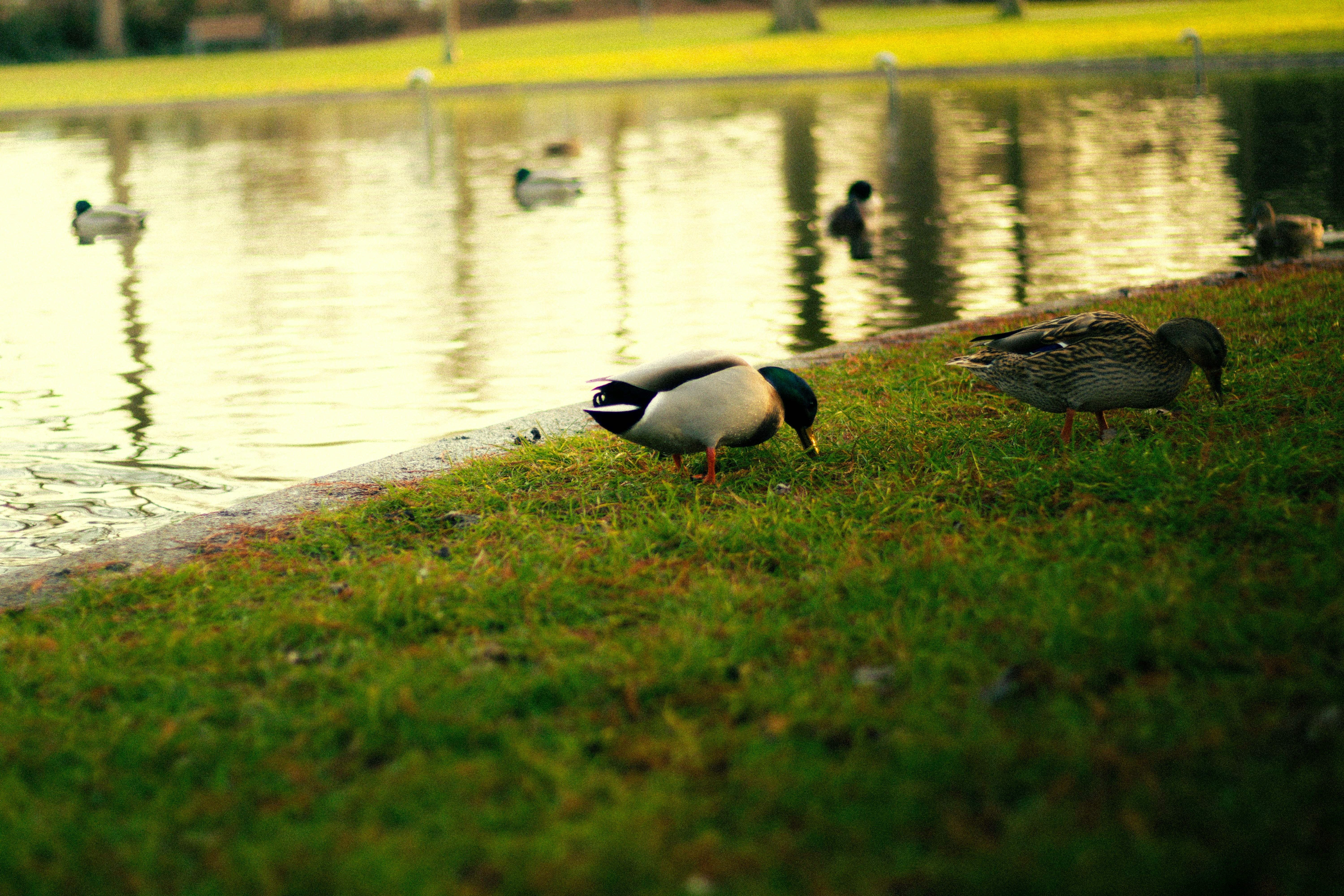 Ducks at the Water’s Edge: Quiet Morning by the Park Pond