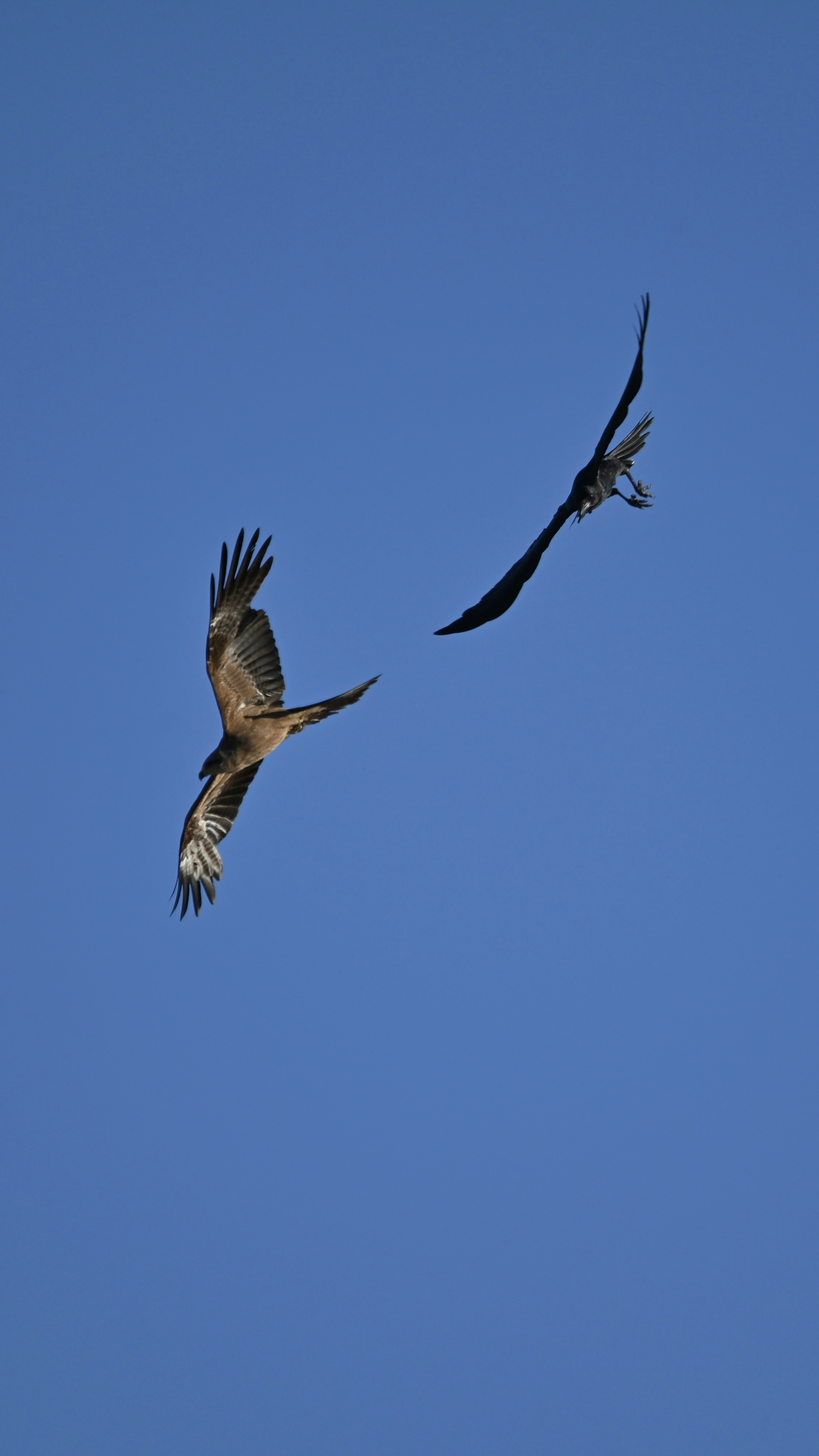 Raptor Duo in Freefall: A Clear Sky Chase