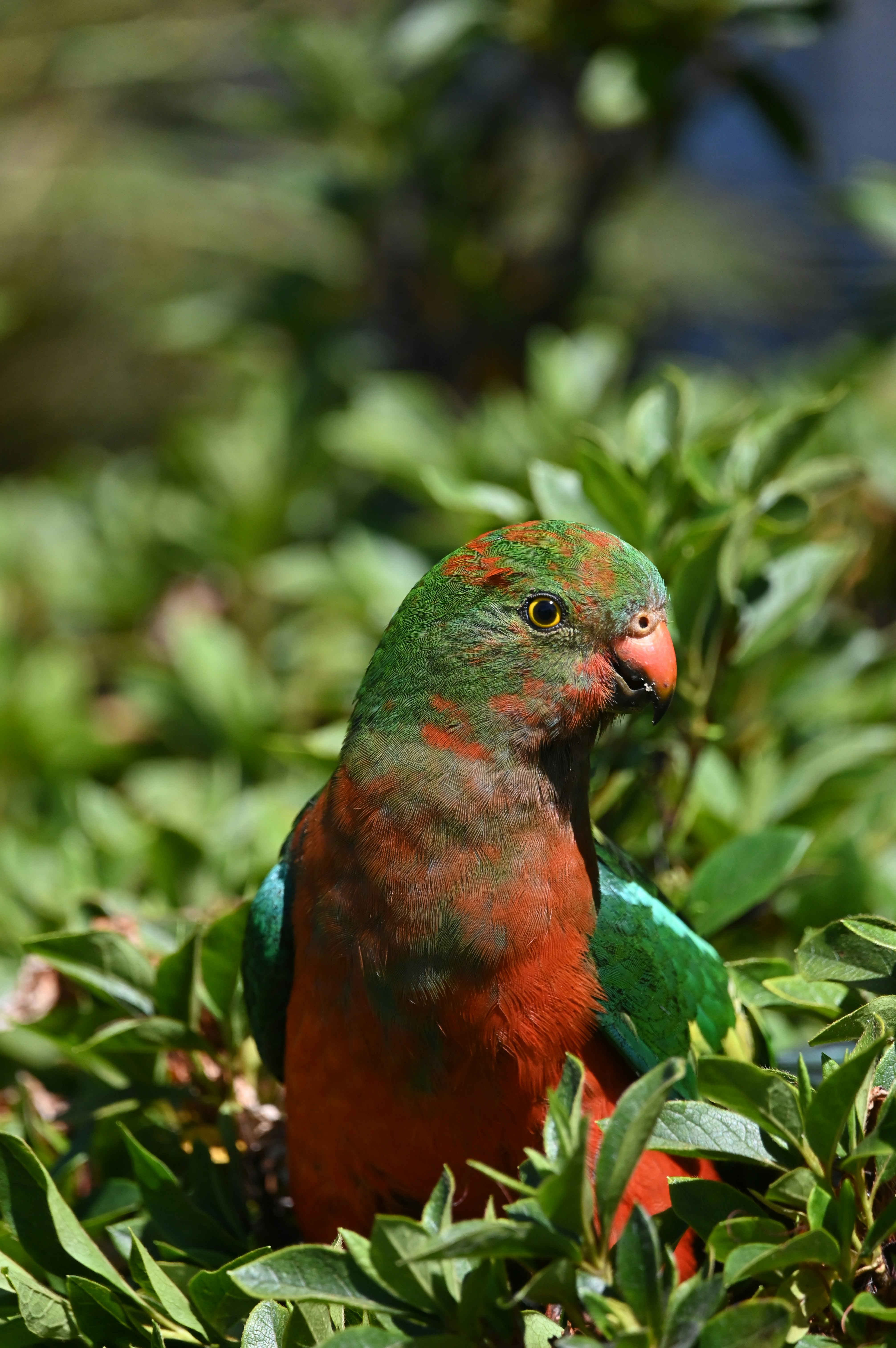 Flame Warrior in Green: A Close-Up of a Colorful Parrot Amid Foliage