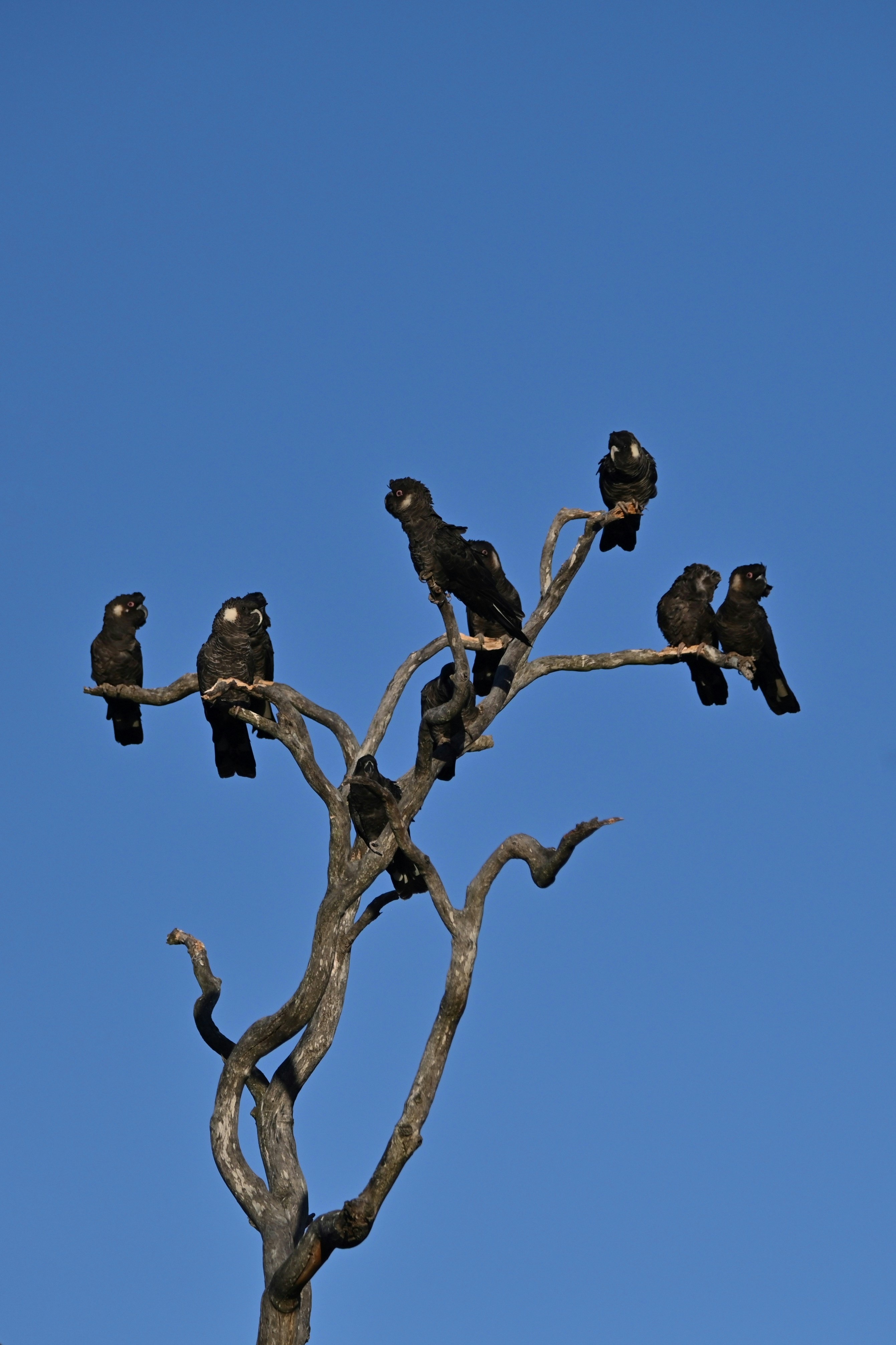A-Treetop Assembly: Black Falcons Perched Against a Clear Blue Sky