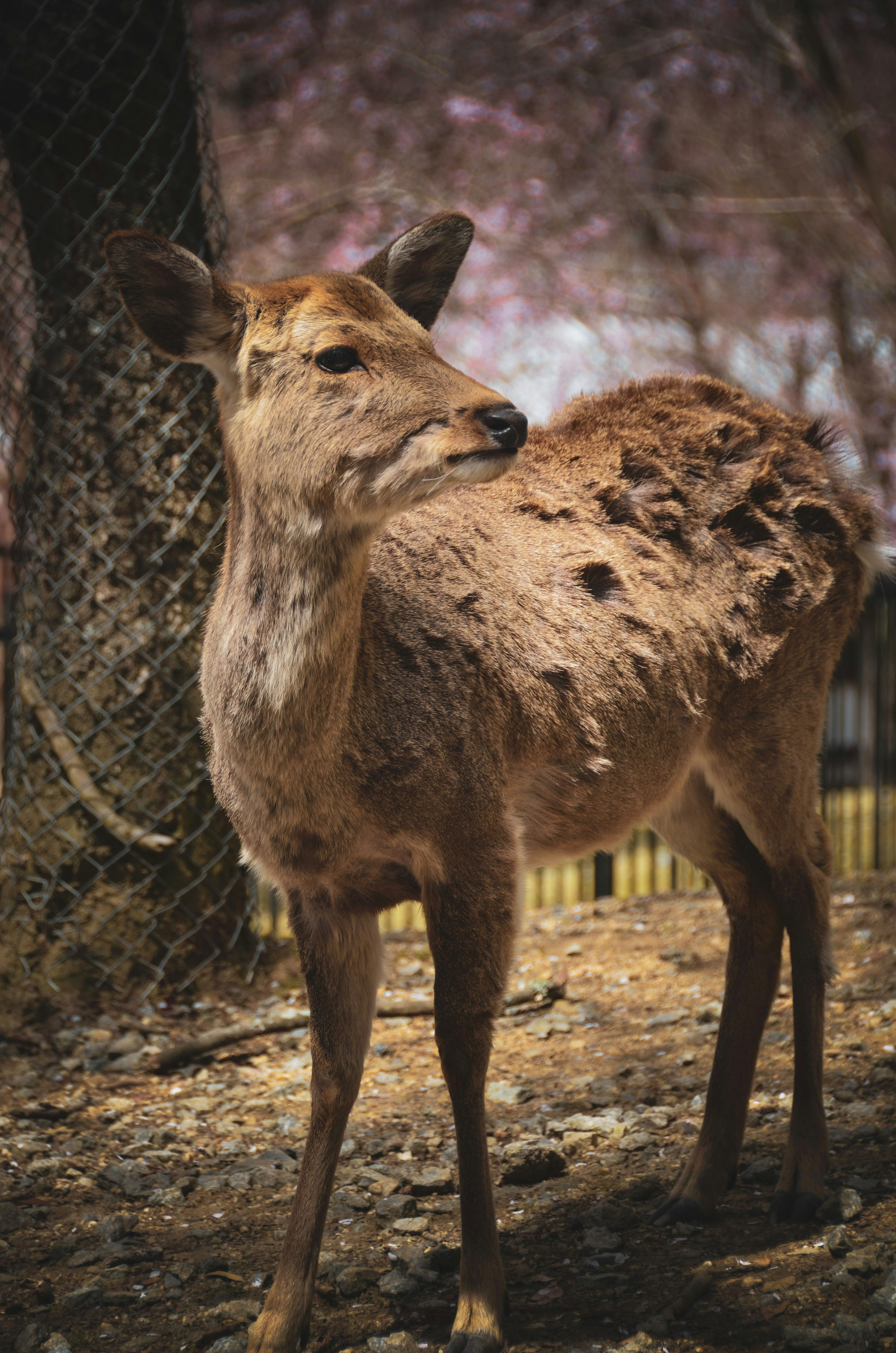Curious Doe Paused by a Garden Fence