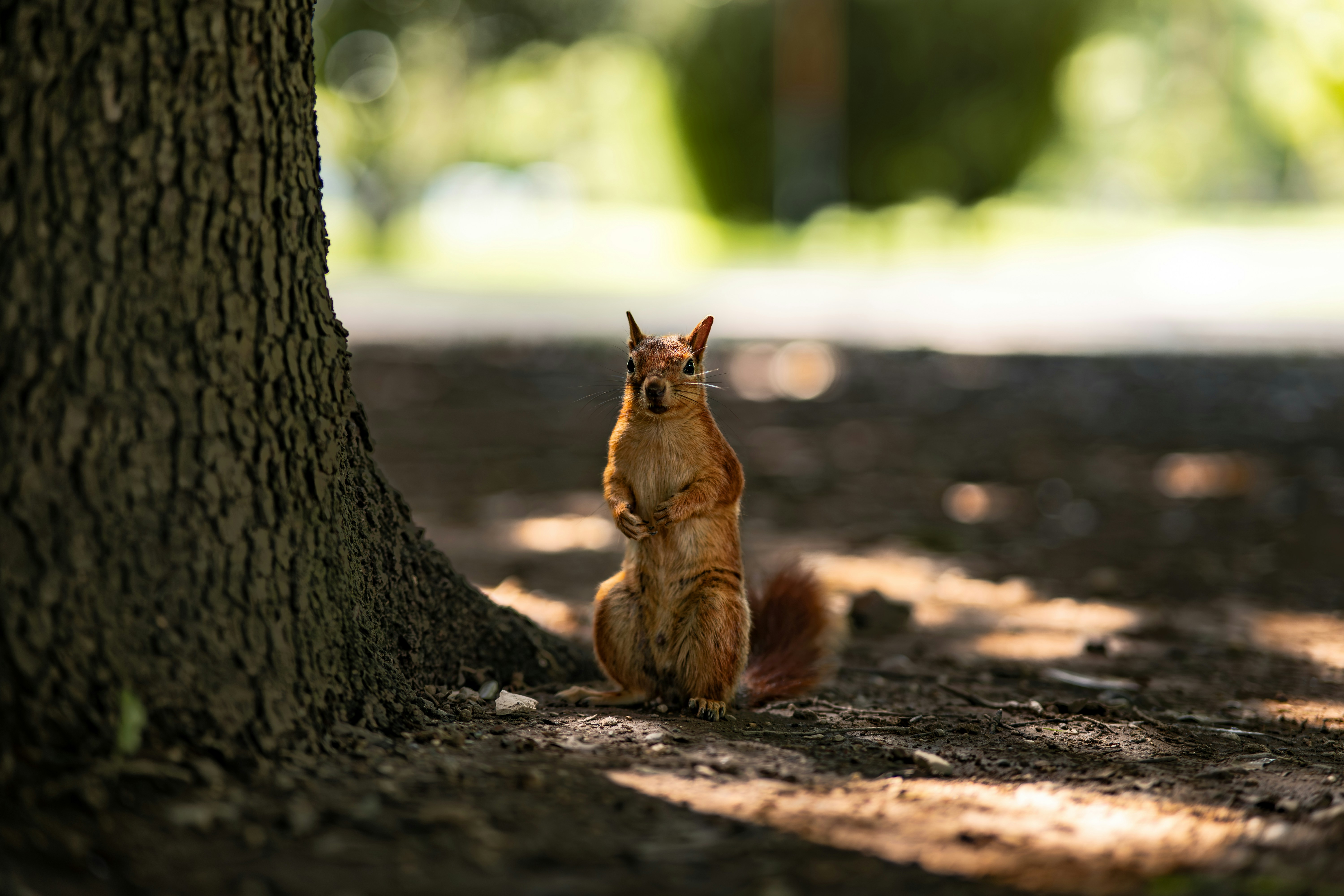 Squirrel Sentinel by the Big Shade Tree