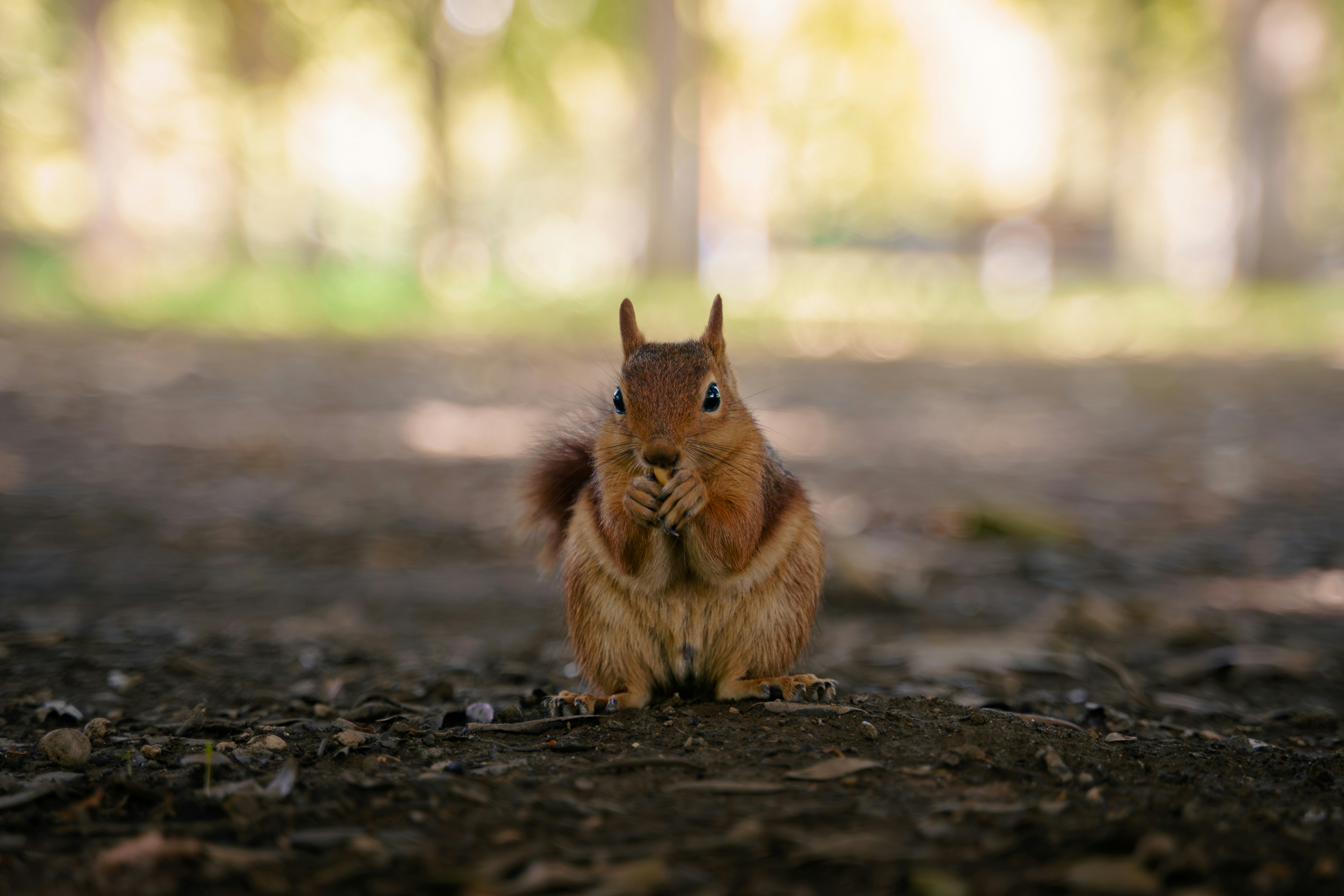 Ground-Level Squirrel: A Quiet Moment in Dappled Light