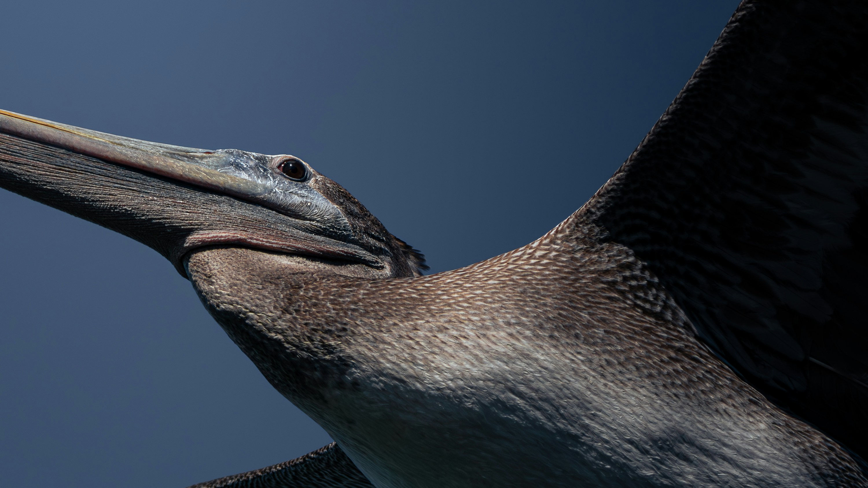 A Grasped Gaze: Blue-Band Pelagic in Profile