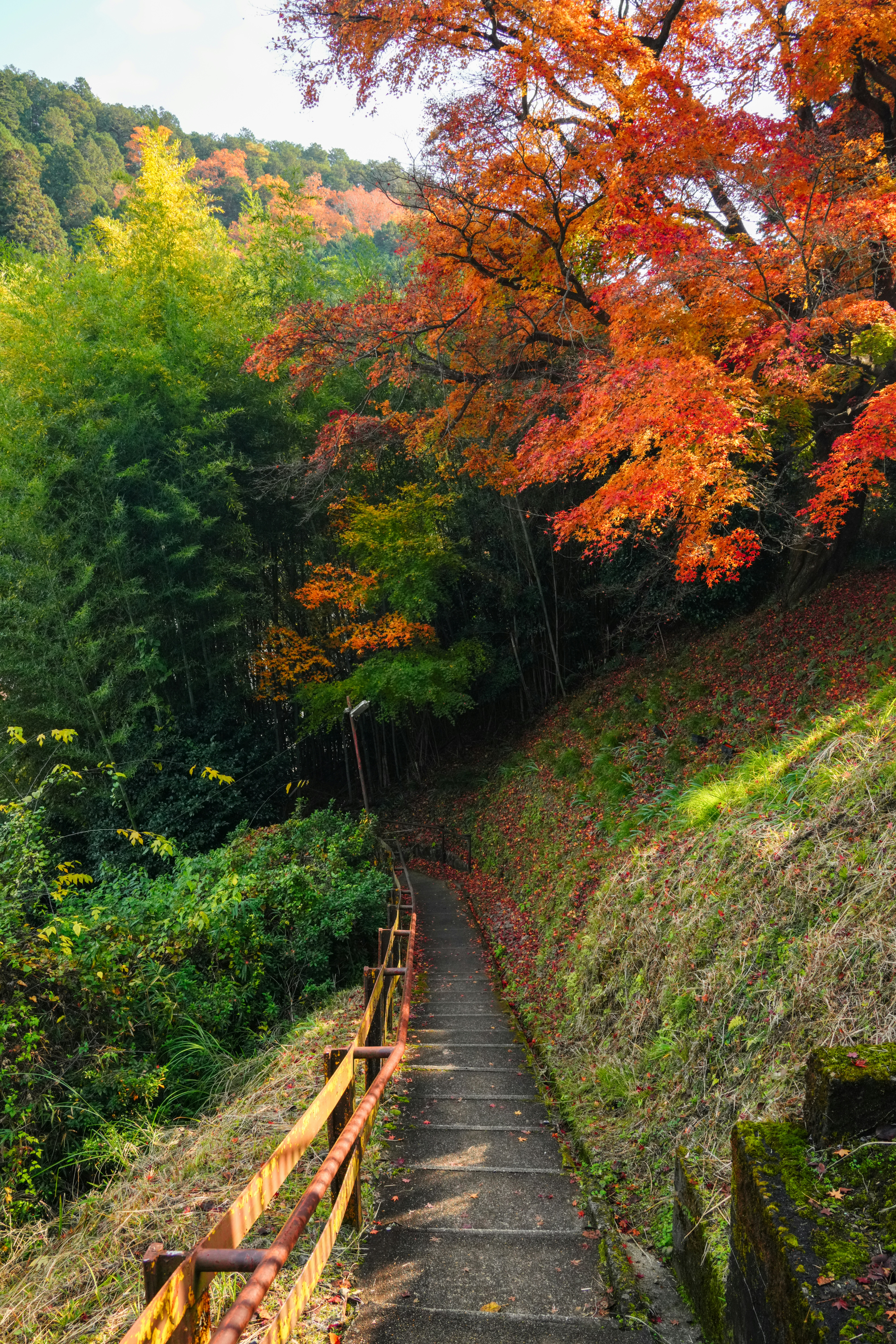 Autumn Staircase: A Winding Path Through Orange Canopy