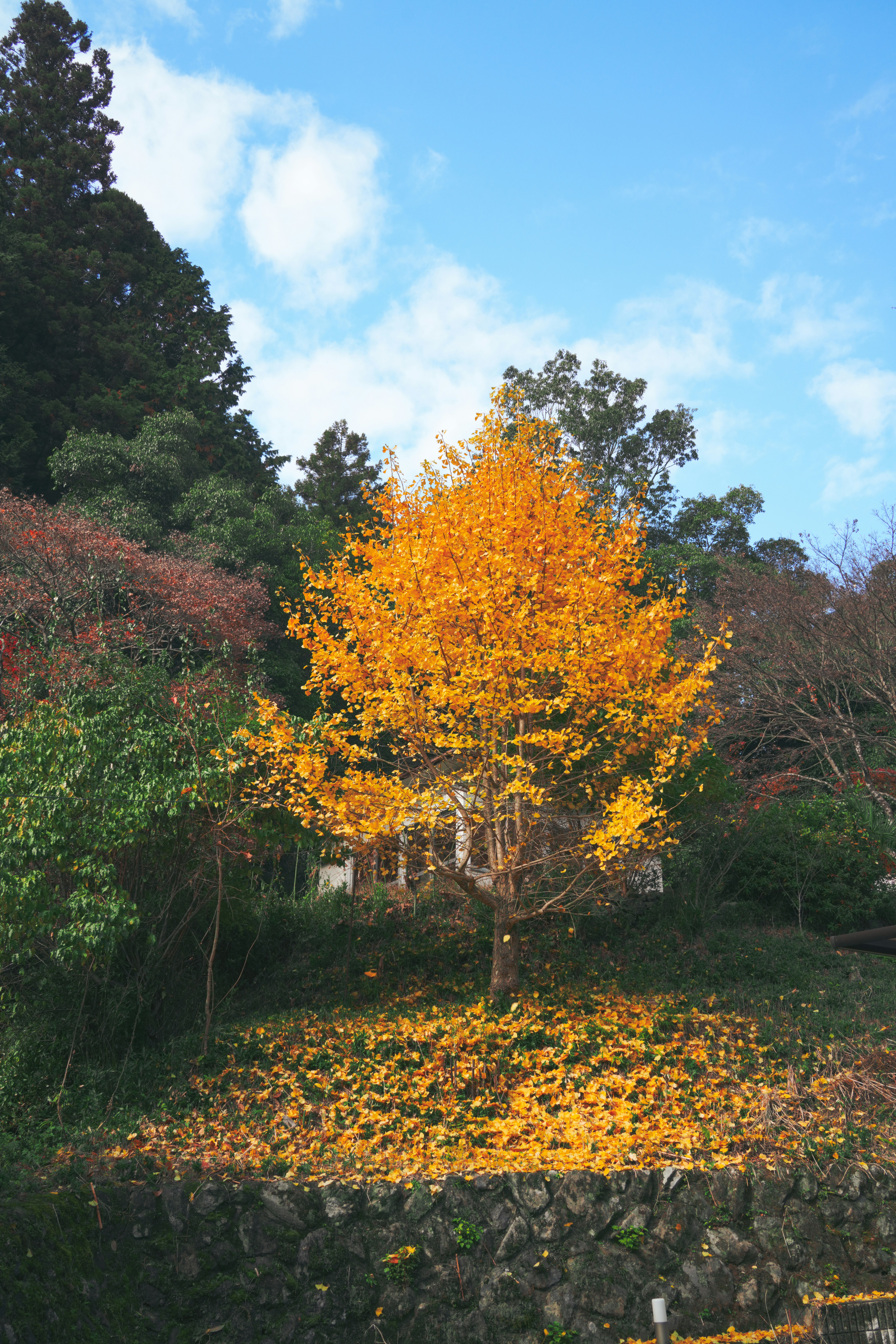 Autumn Flame: A Golden-Leaf Tree Anchored by a Stone Terrace