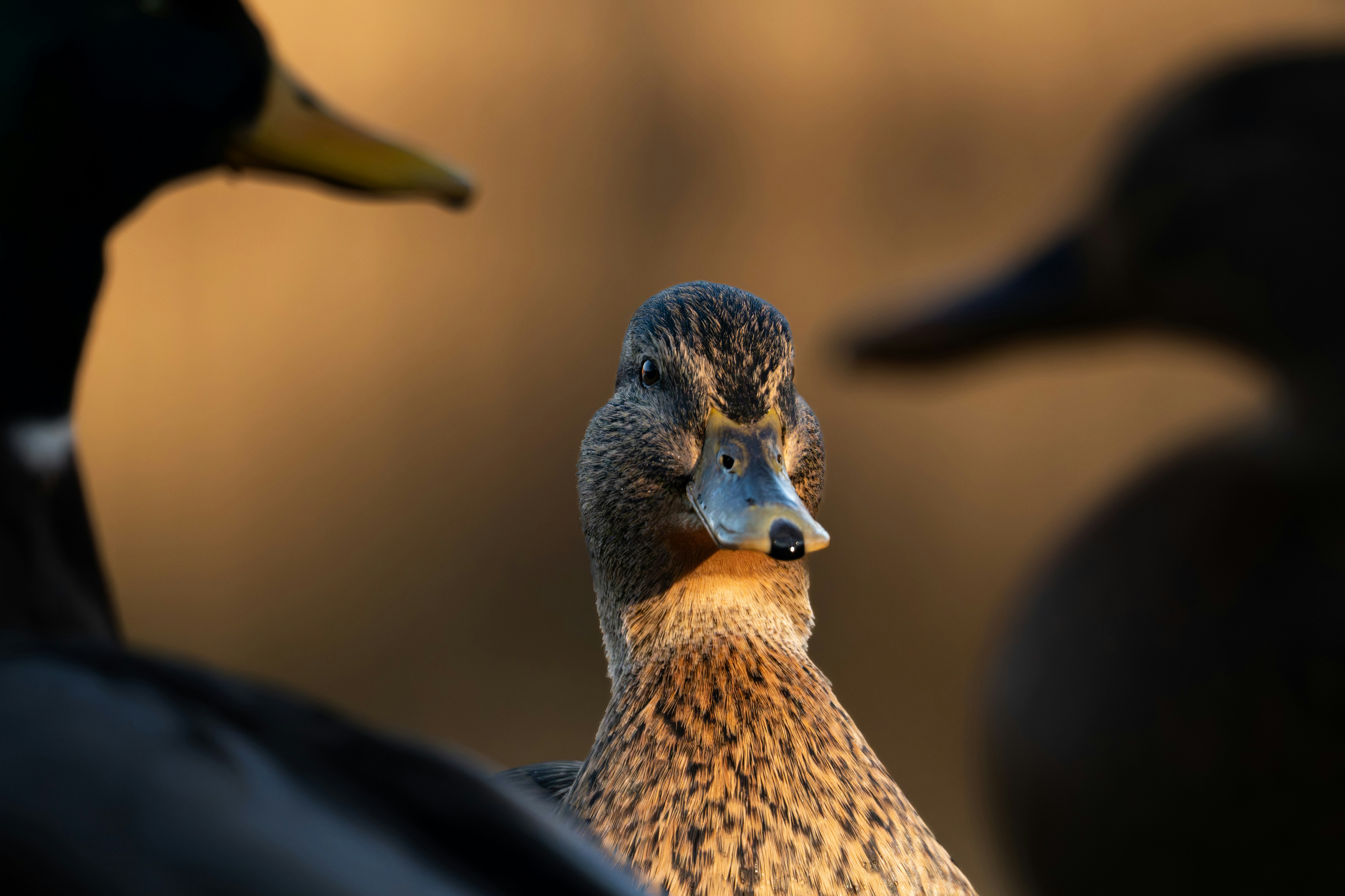 Centered Mallard Gaze: A Gentle Portrait Between Ducks