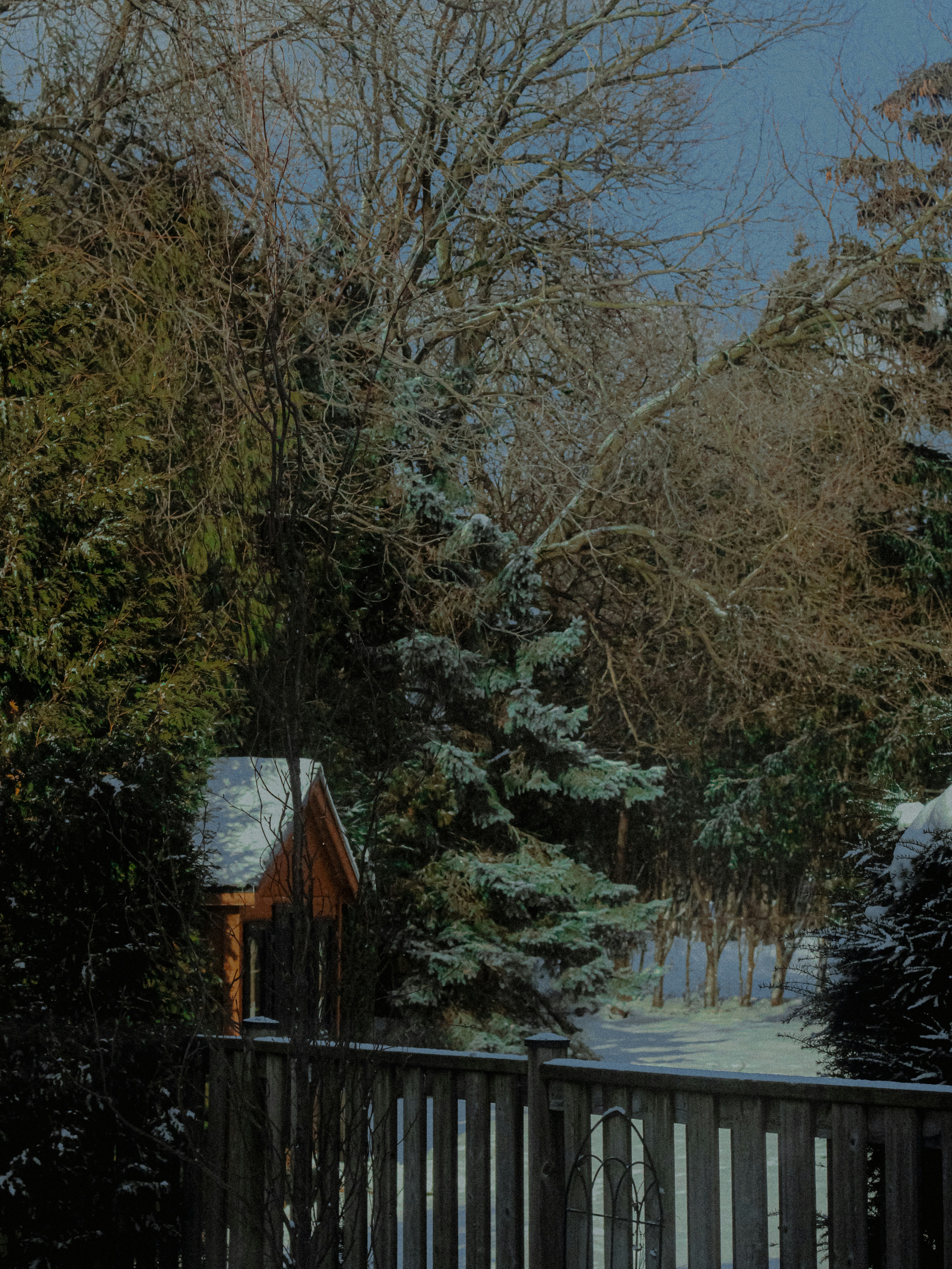 Winter Hedge: A Quiet Yard Scenes with Snow Underside of Trees
