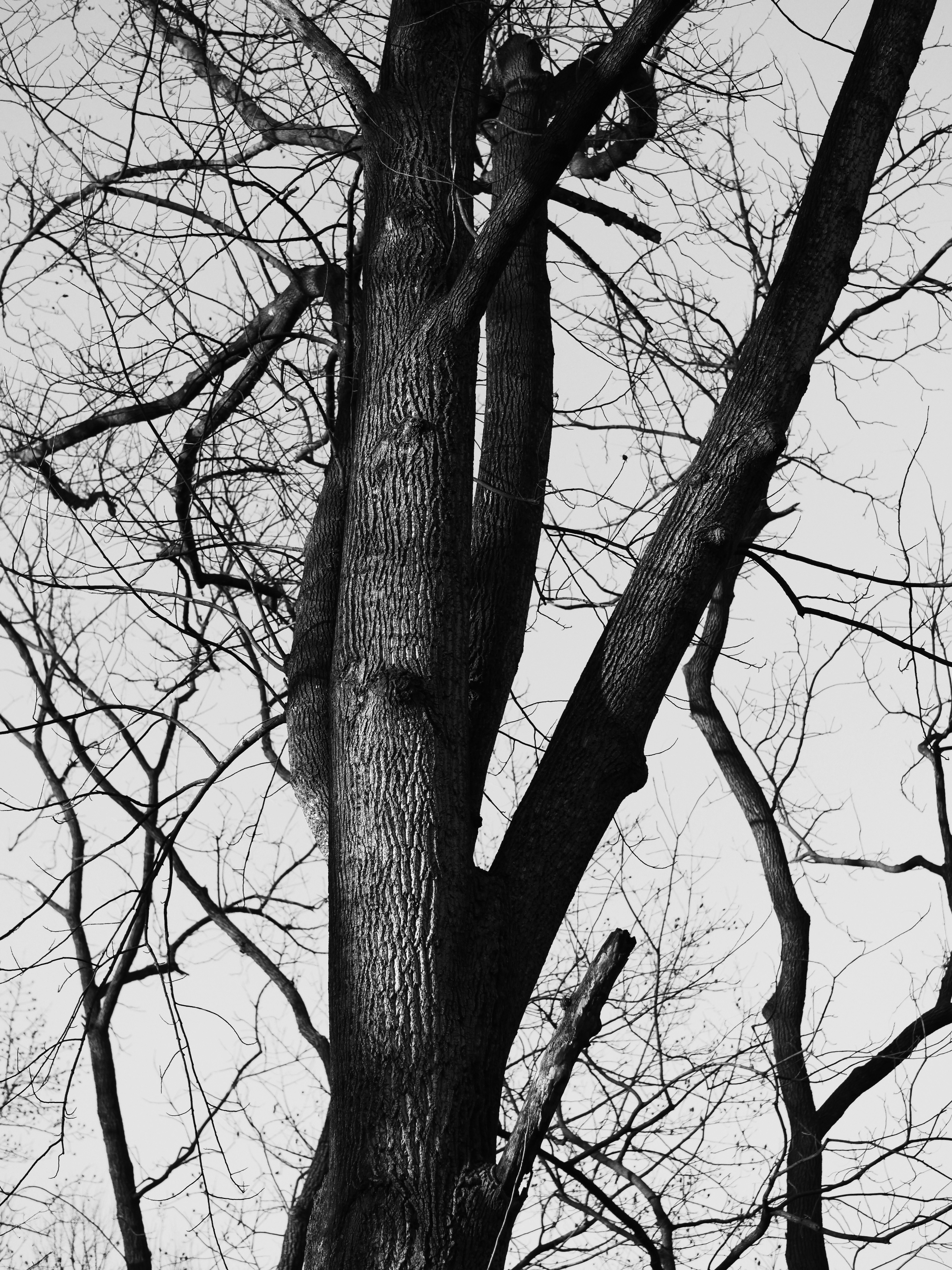 A Monochrome Arbor: Intertwined Trunks and Skeletons of Winter