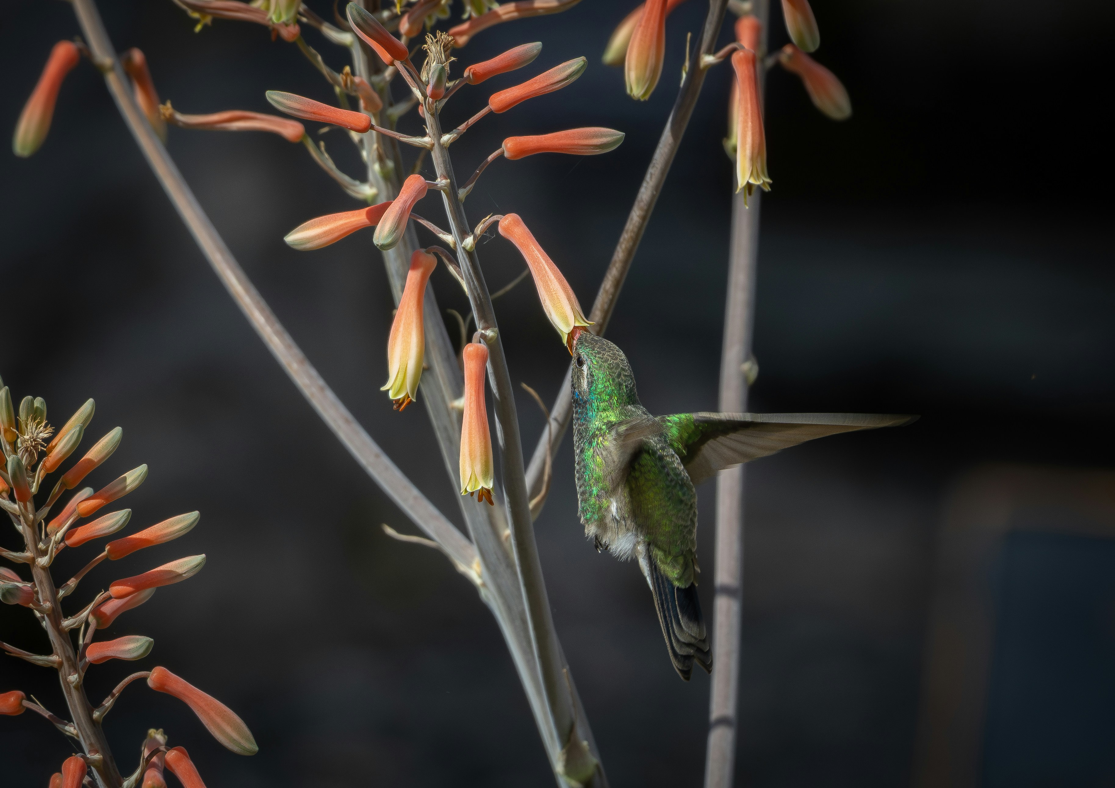 Emerald Hover: A Hummingbird Dances Among Coral Tubes