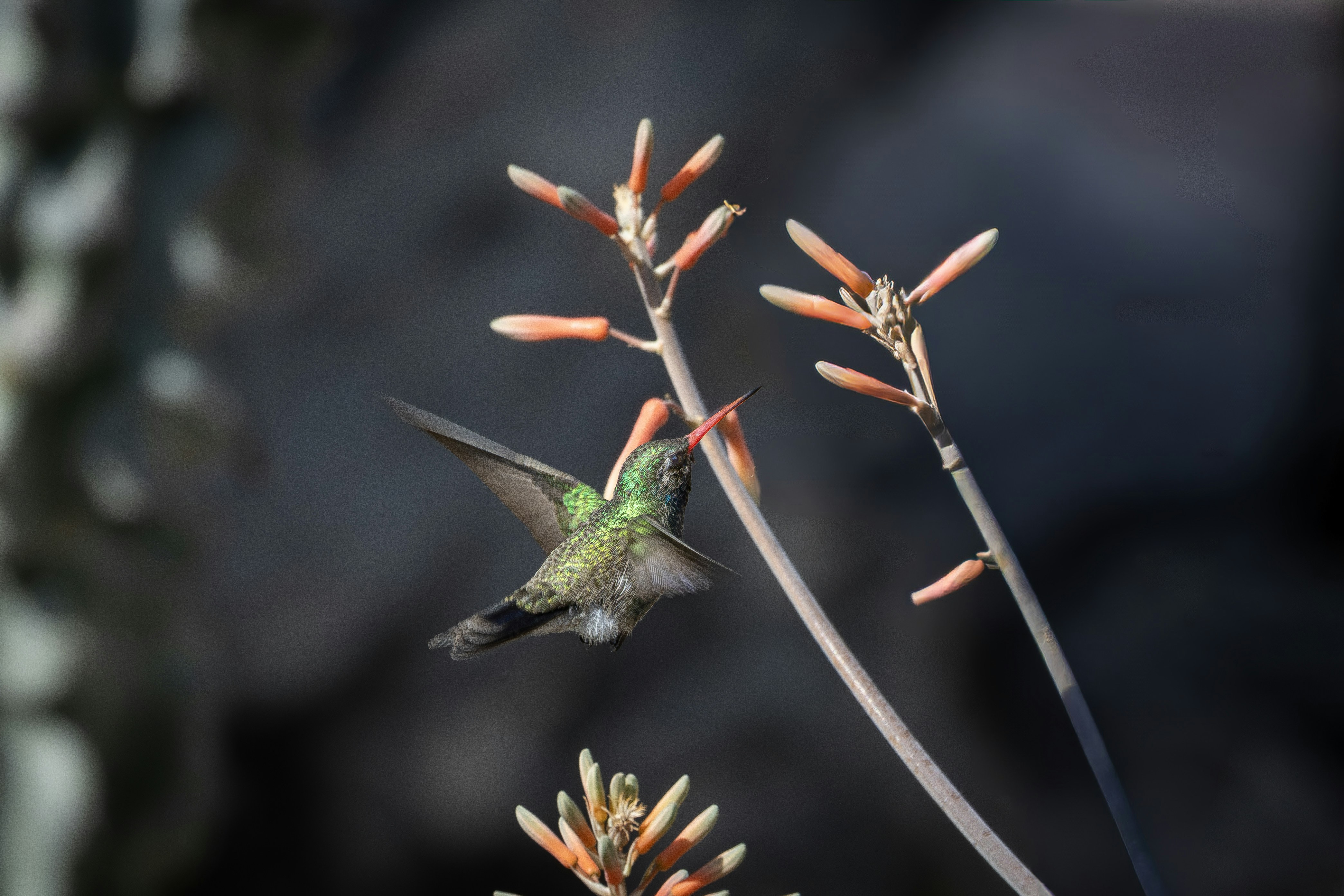 Hummingbird in Mid-Hover Near Orange Buds