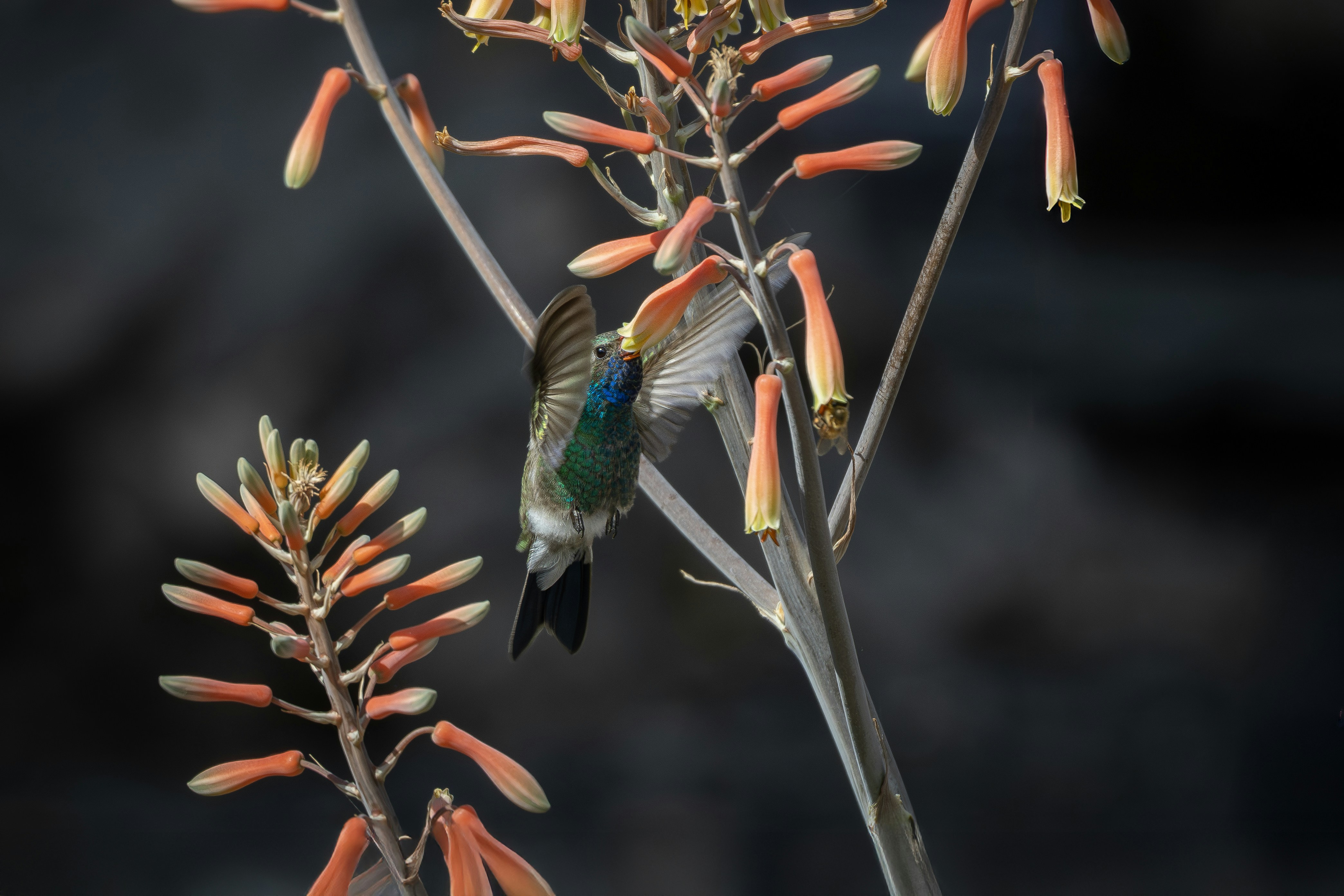 Hummingbird Hover Between Serrated Bloom Threads