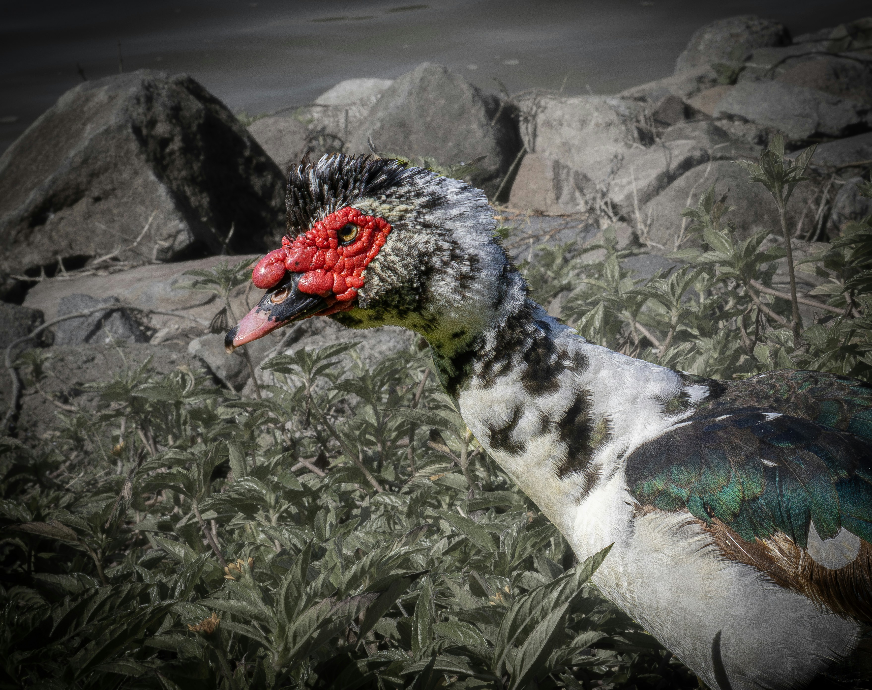 Red Crested Focus: A Majestic Crested Hen Among Coastal Plants