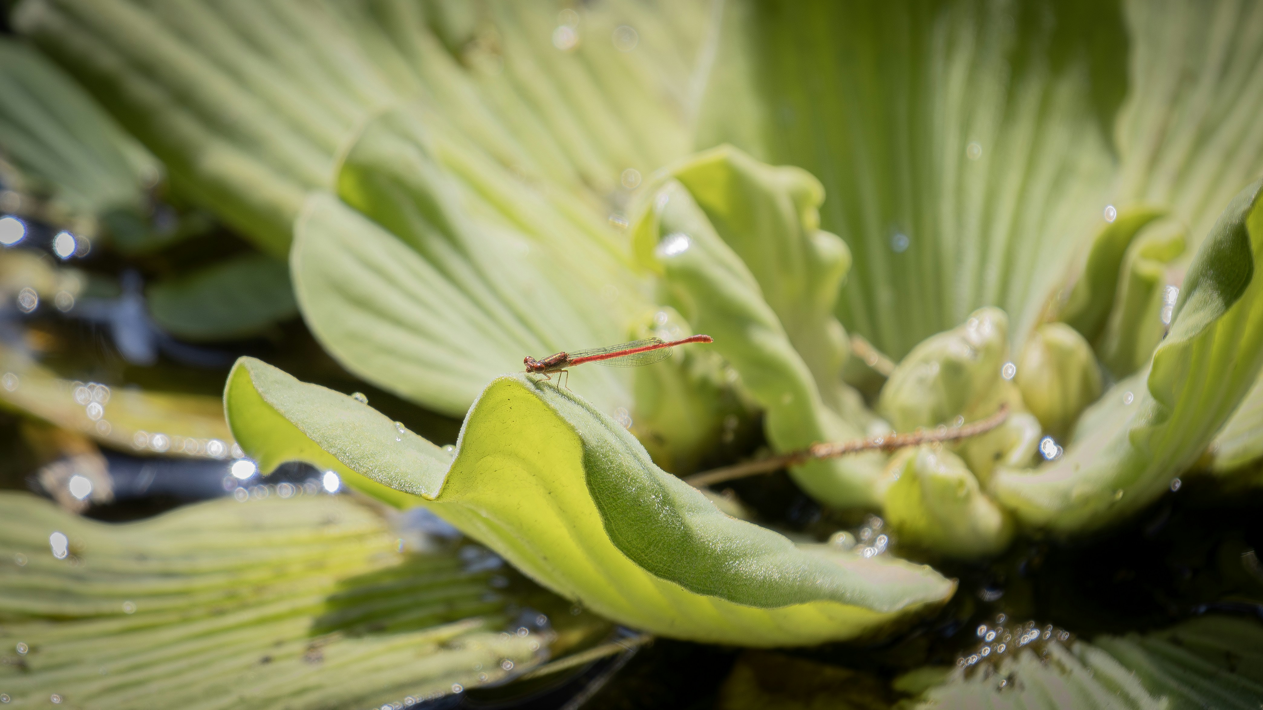 Emerald Ribbons: Leafy Aquatic Garden Under Morning Light