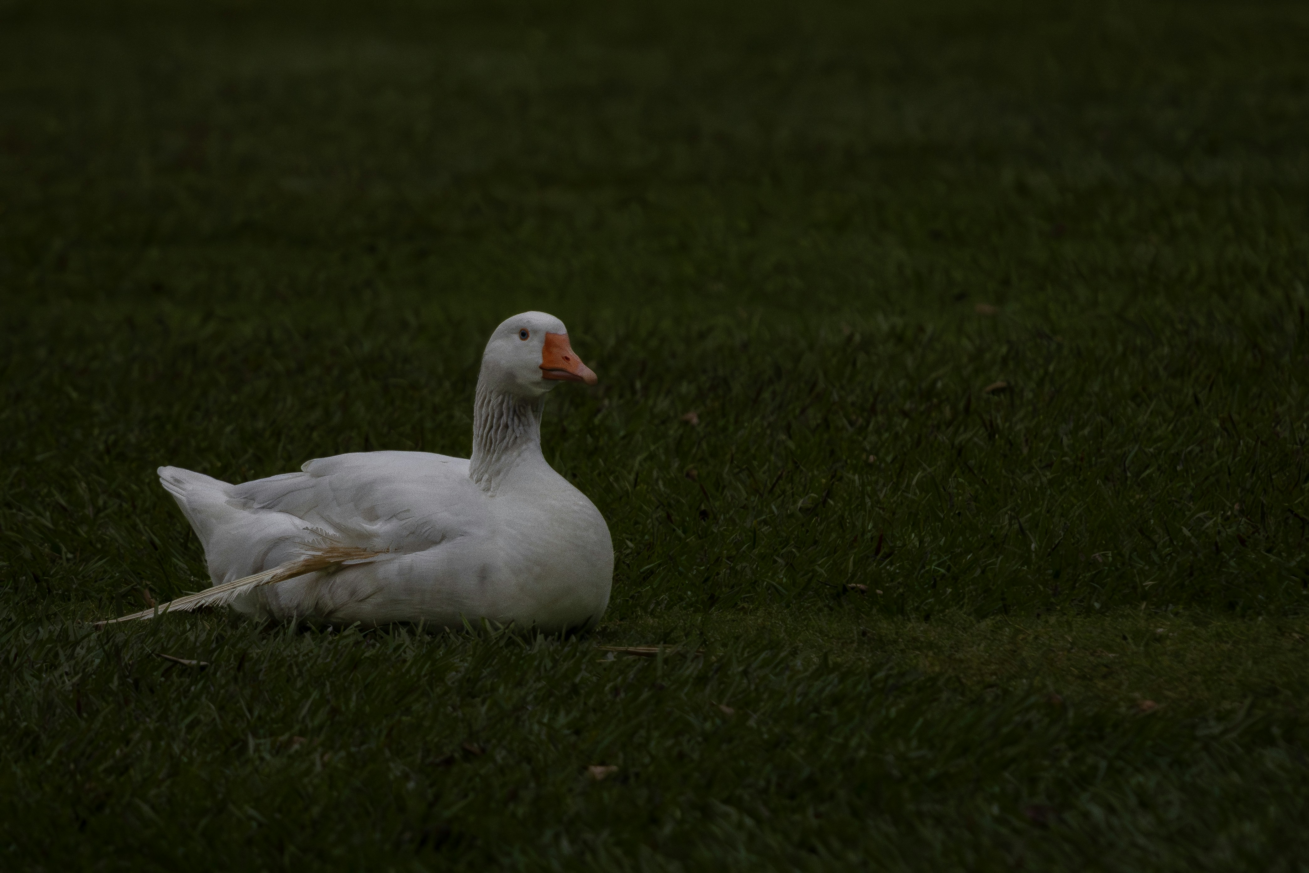 Lone White Duck in Low Light on Damp Grass