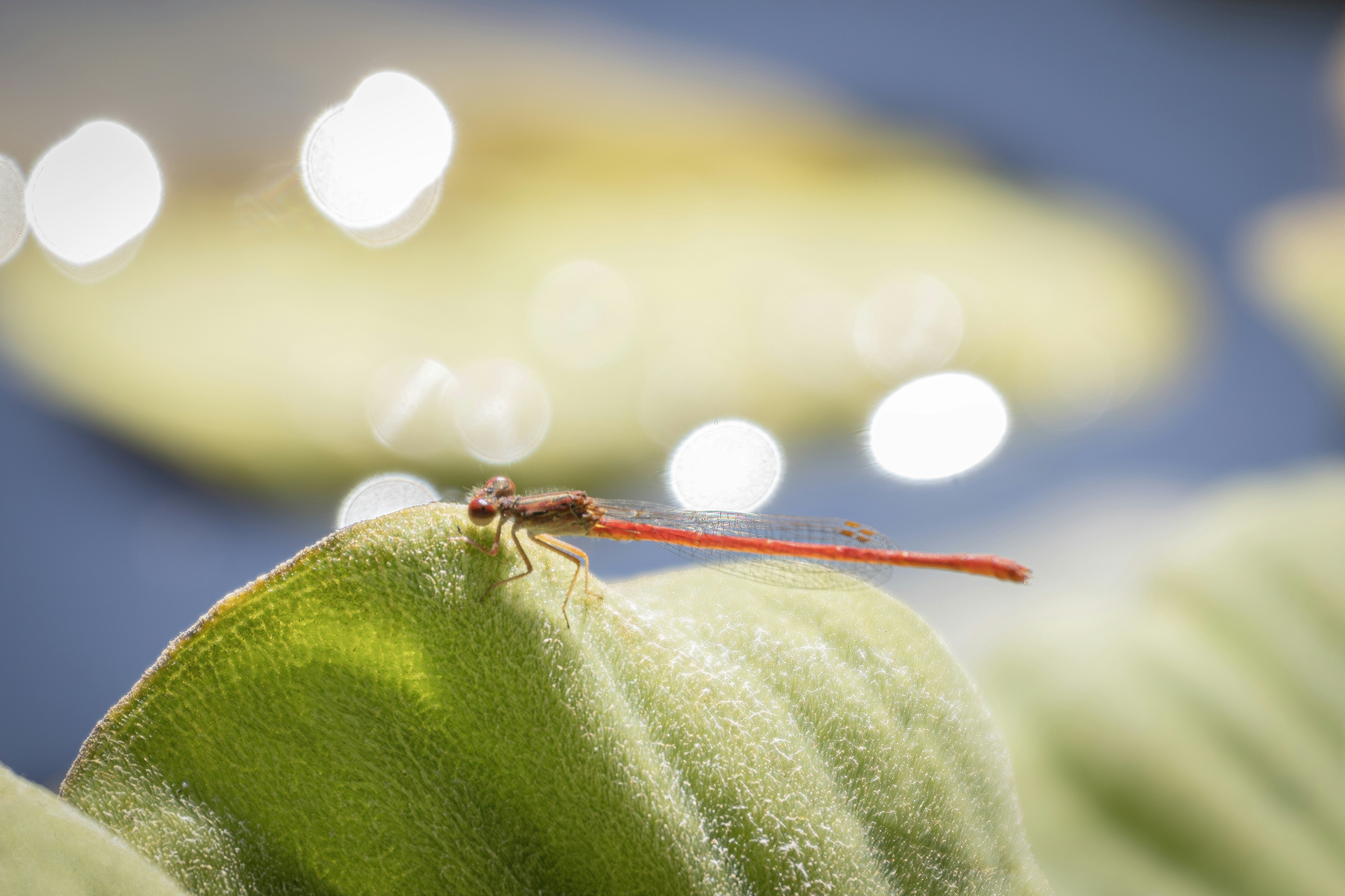 Amber-winged damselfly perched on a sunlit leaf