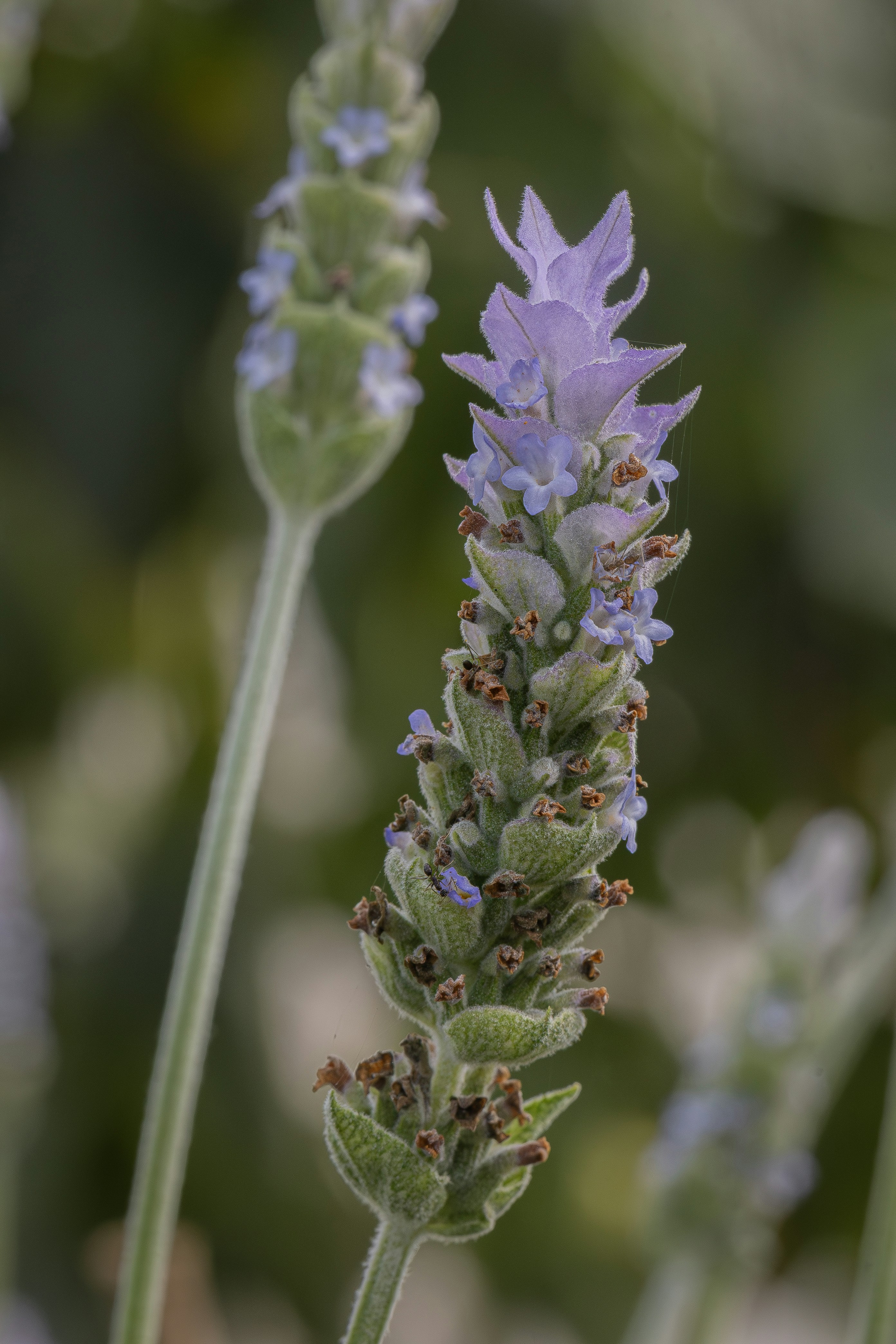 Lavender Spike in Sharp Focus Under SoftBacklit Greens