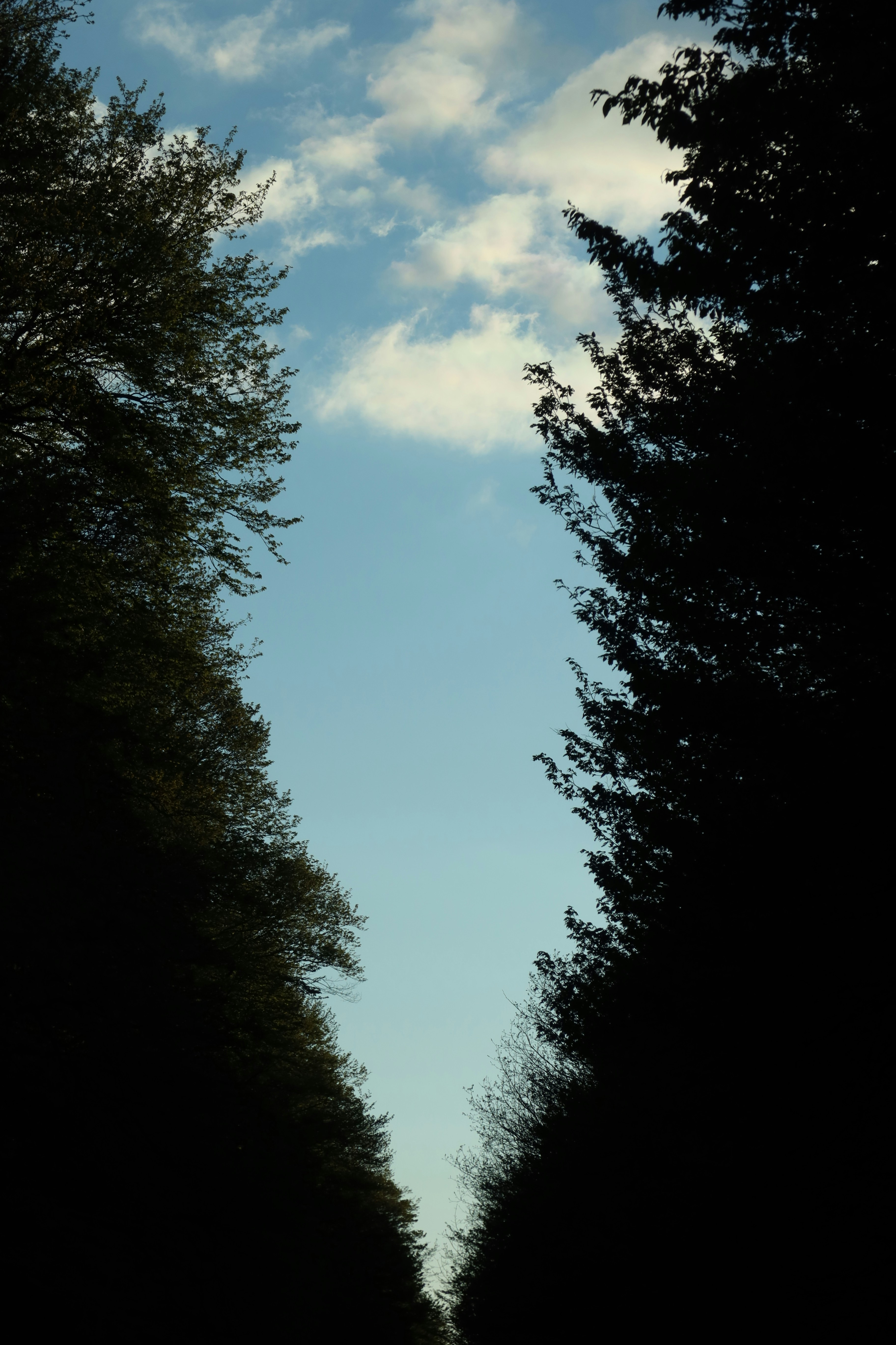 Cleft of Sky: A Narrow Dawn in the Forest