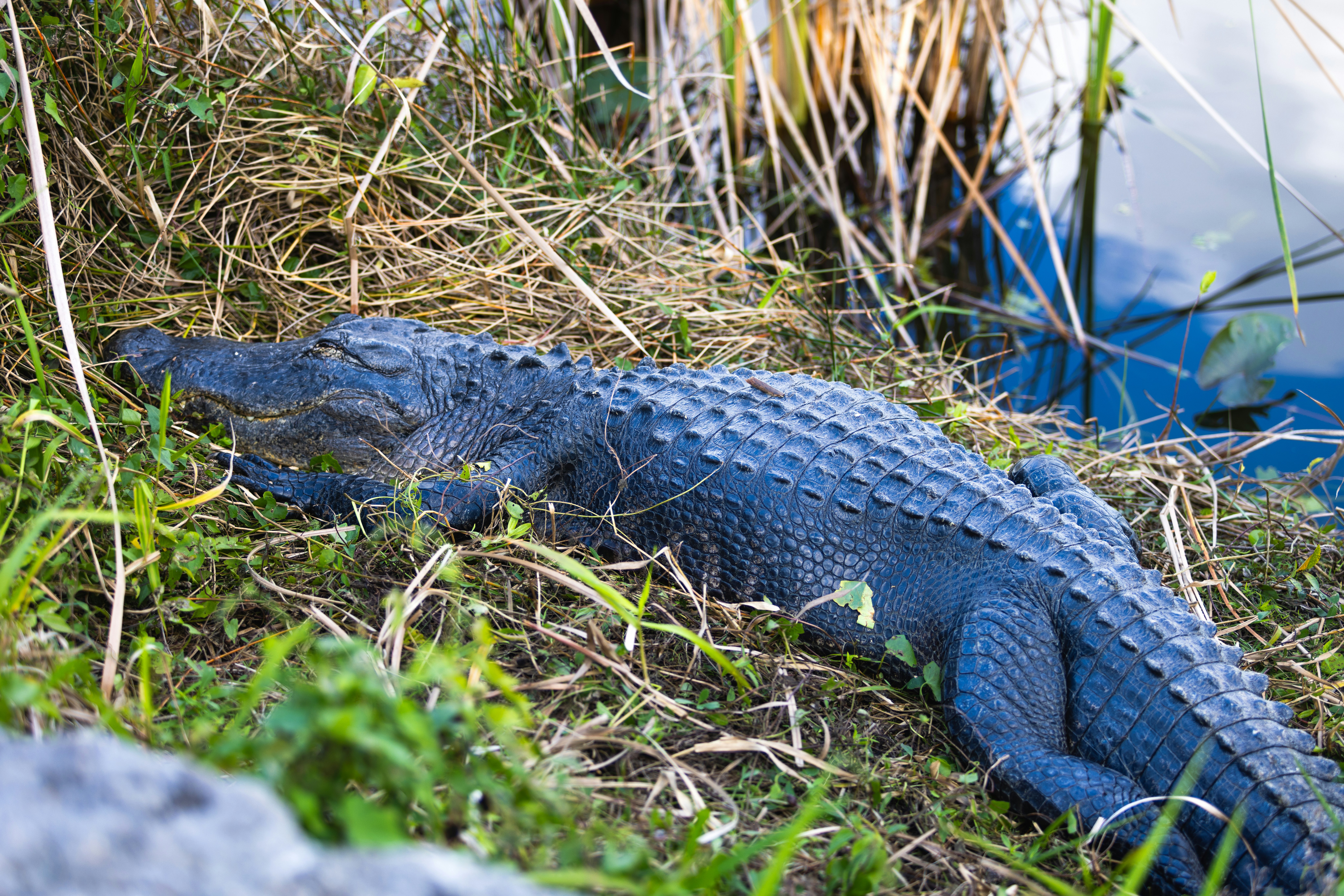 Hidden Predator on Grass Verge