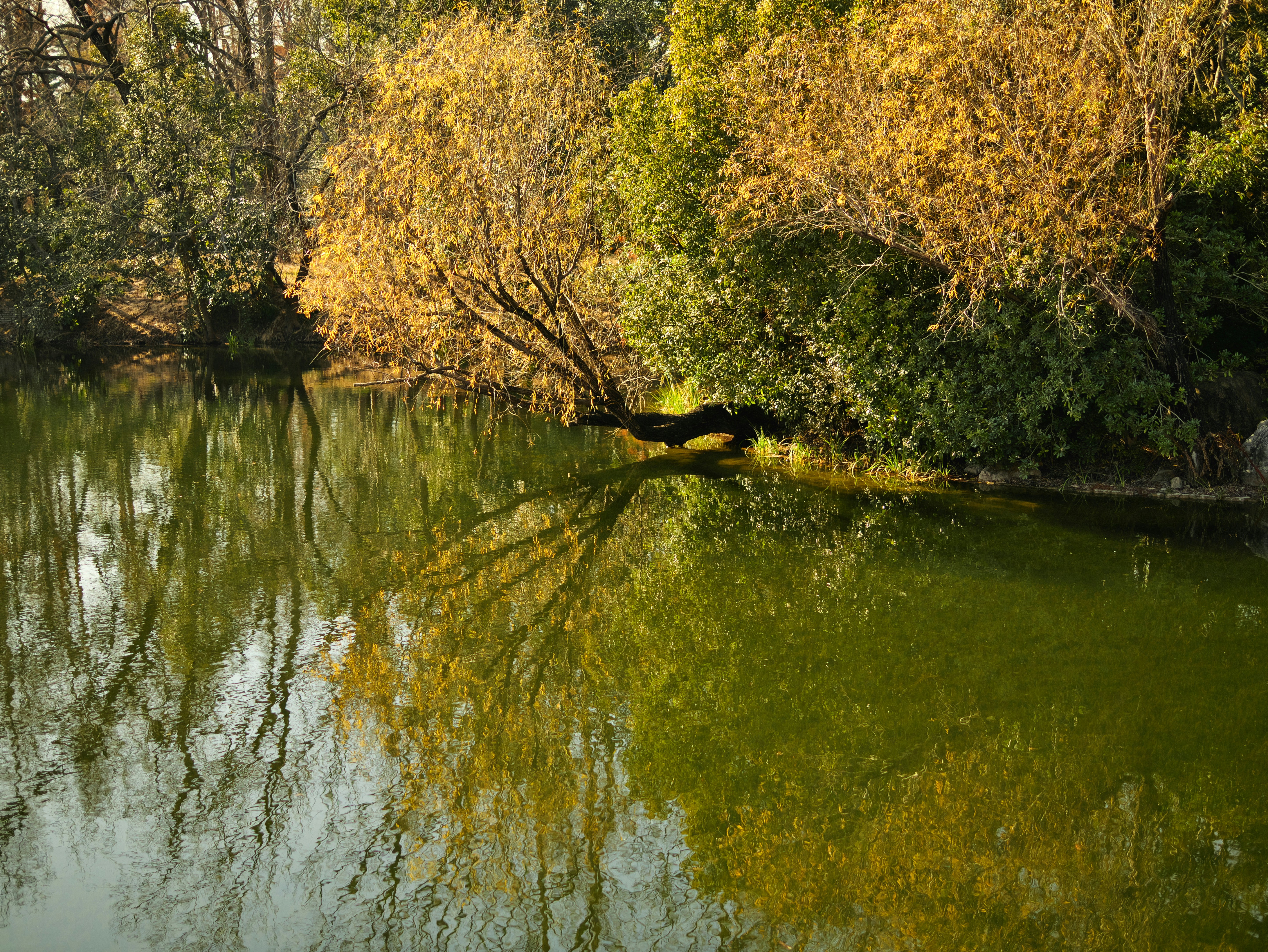 Autumn Riverbank Reflections