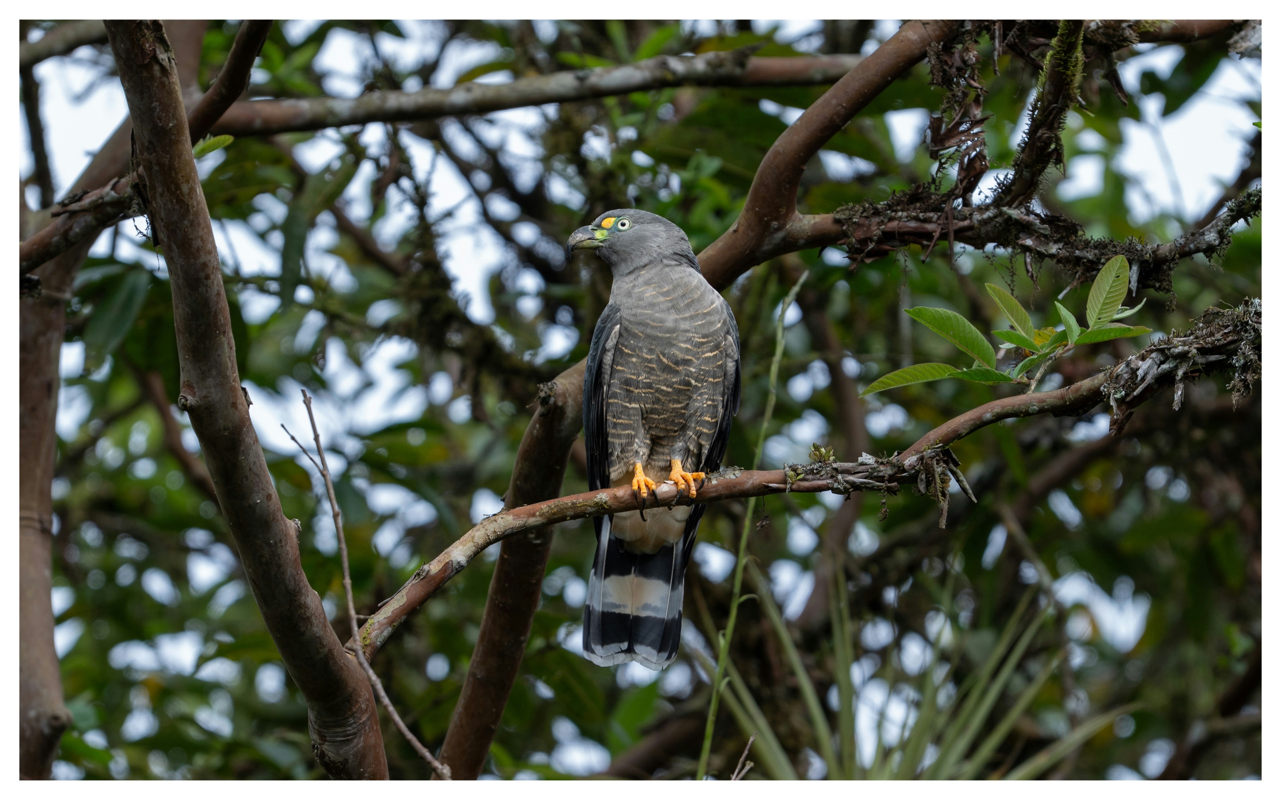 Verdant Perch: A Gray Hawk Scans the Canopy