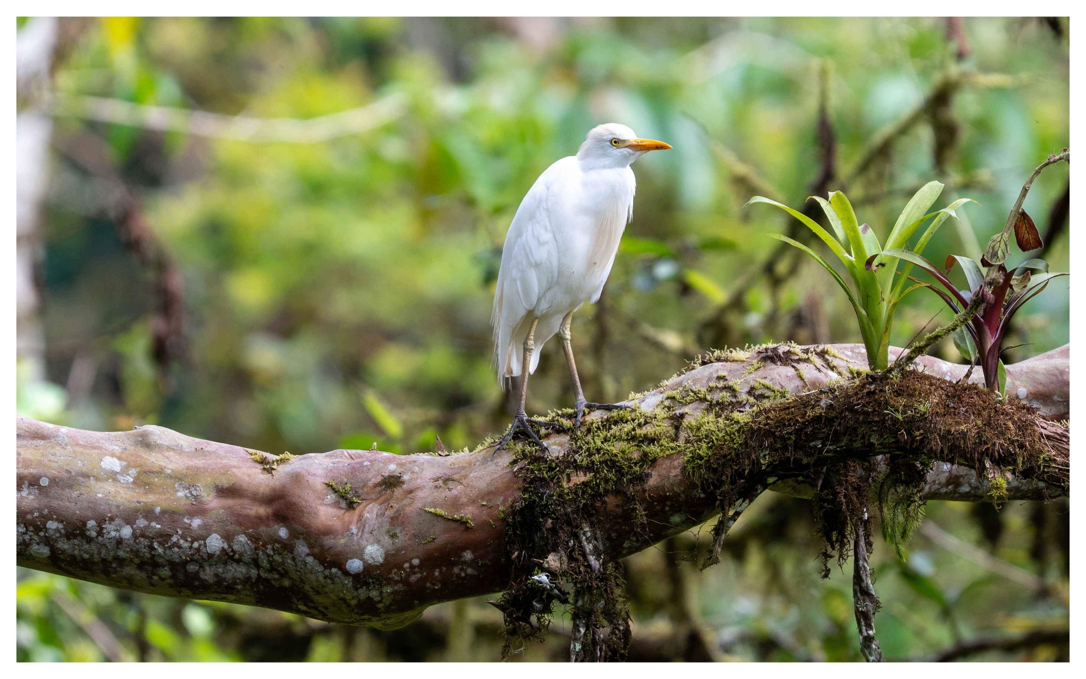 White heron on mossy branch in tropical forest