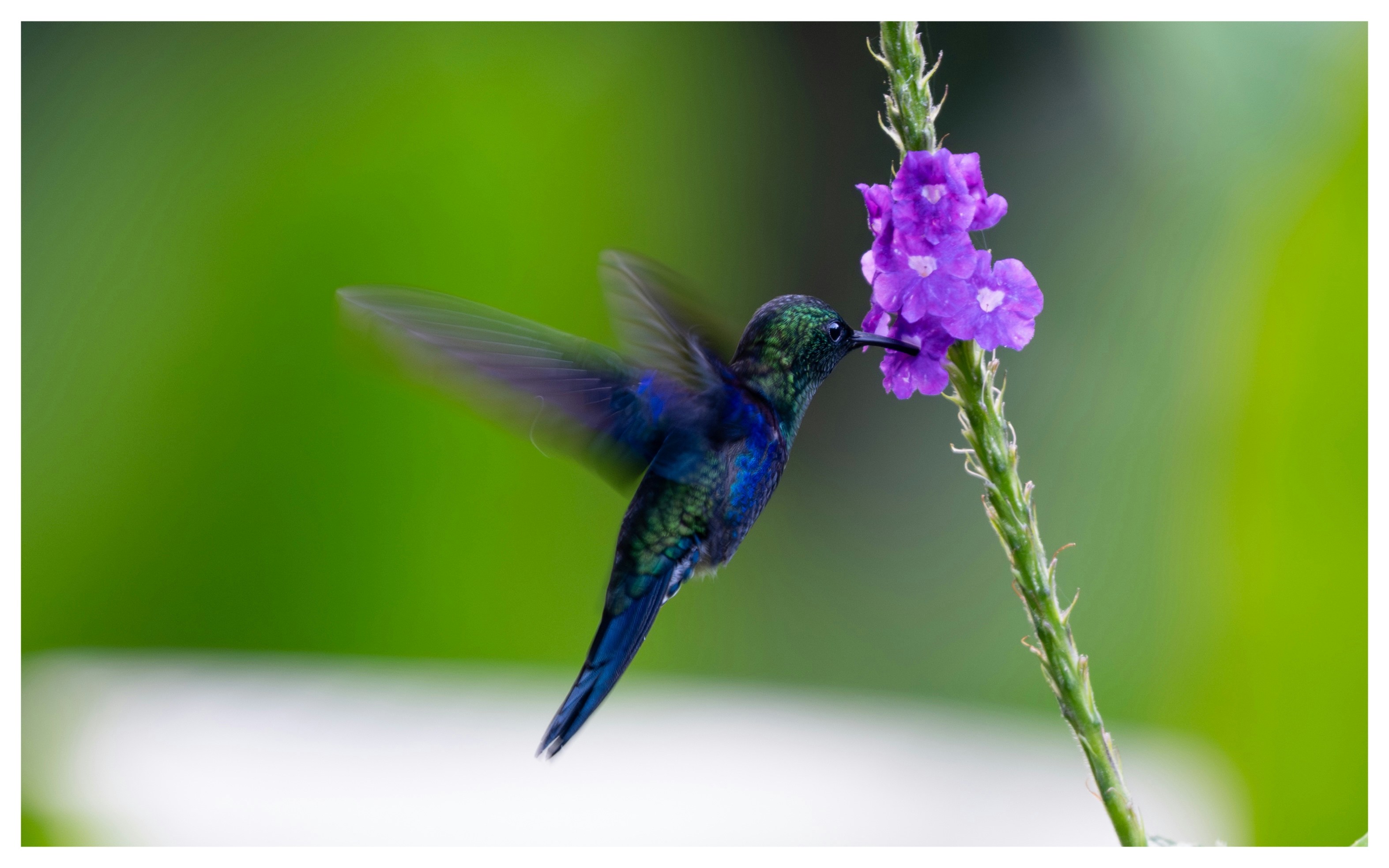 Hummingbird in Flight: Violet Blossom Encounter