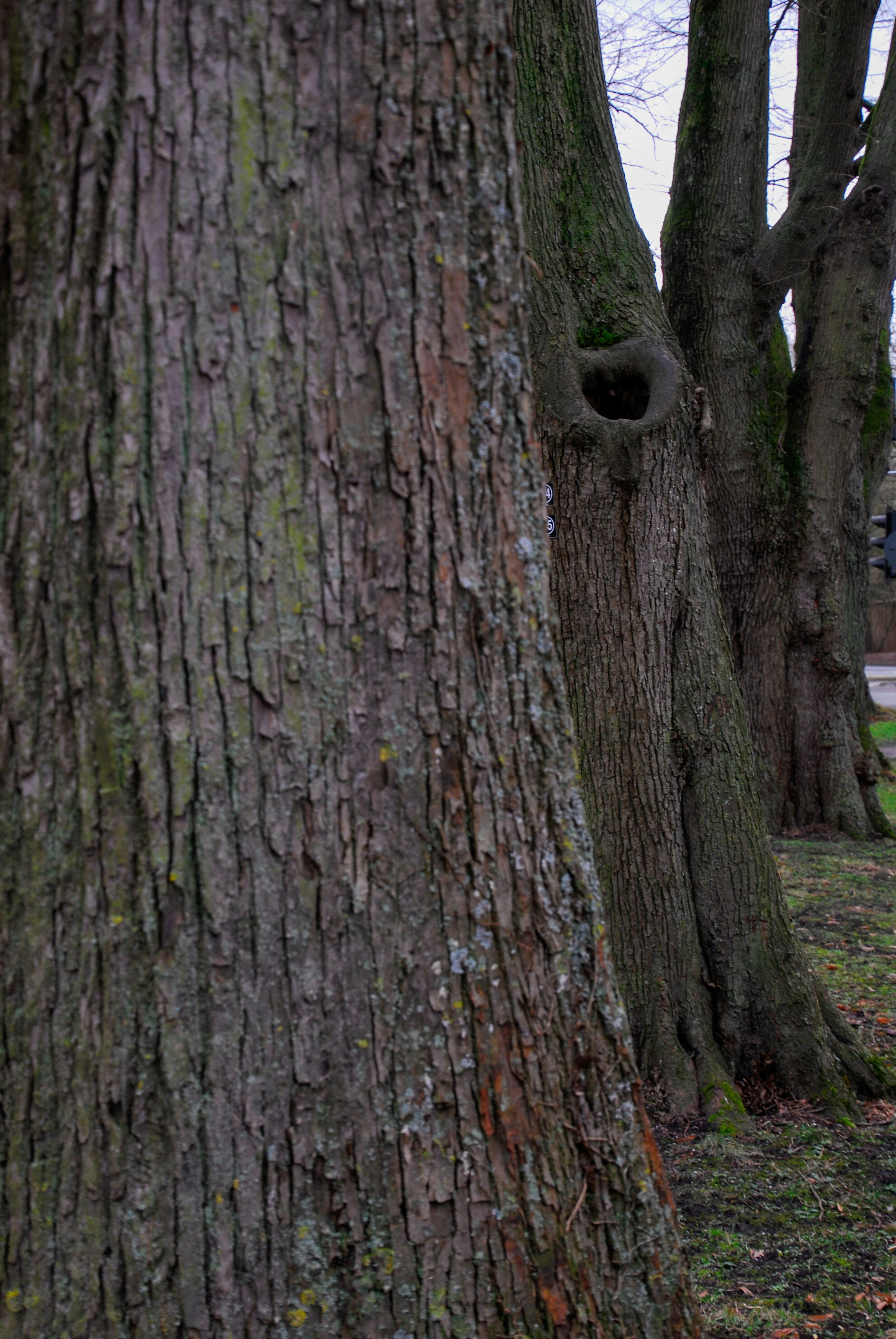 Lonely Hole in the Bark: A Cluster of Mature Trees