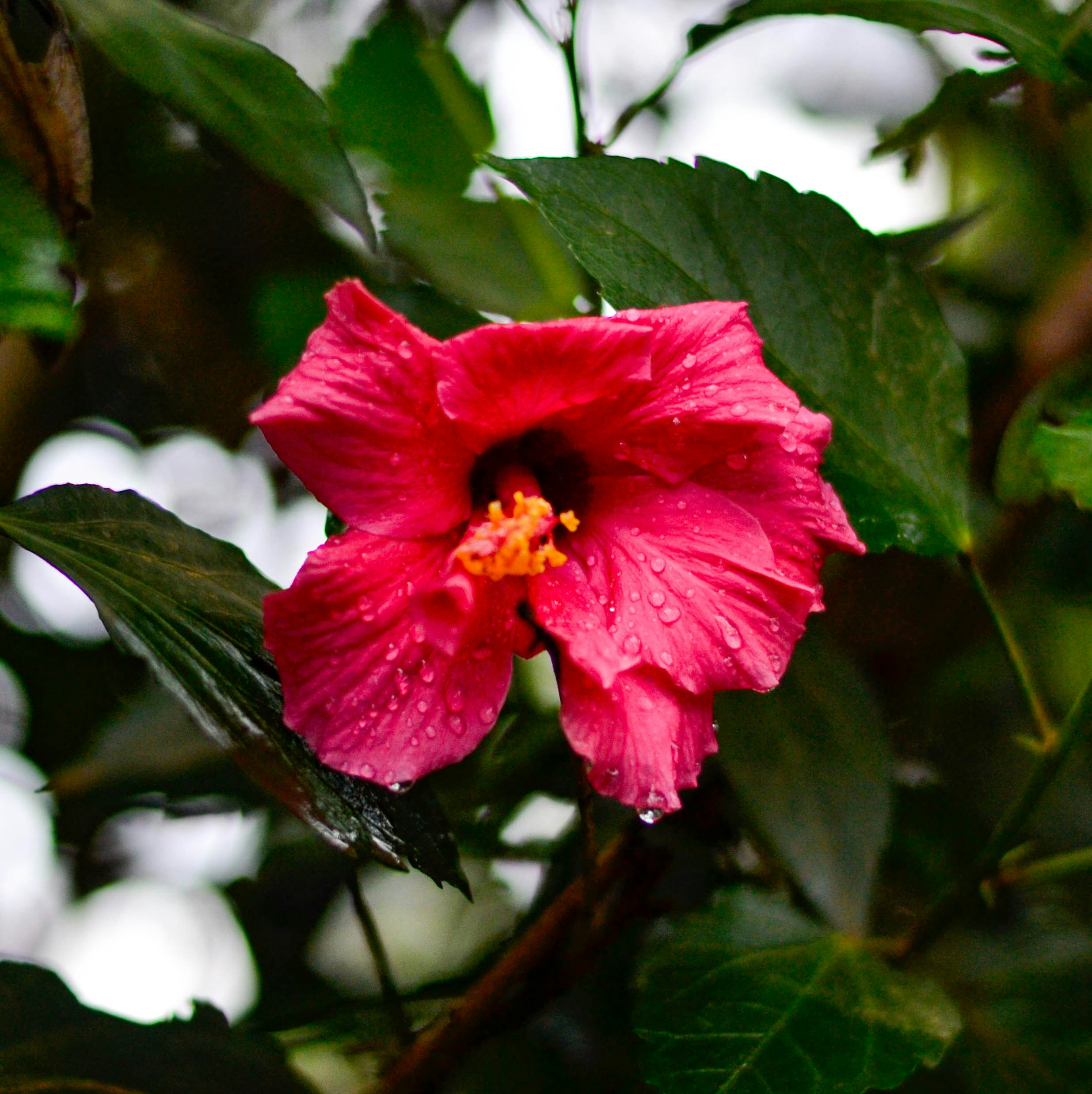 Crimson Hibiscus in Rain-Dusted Garden
