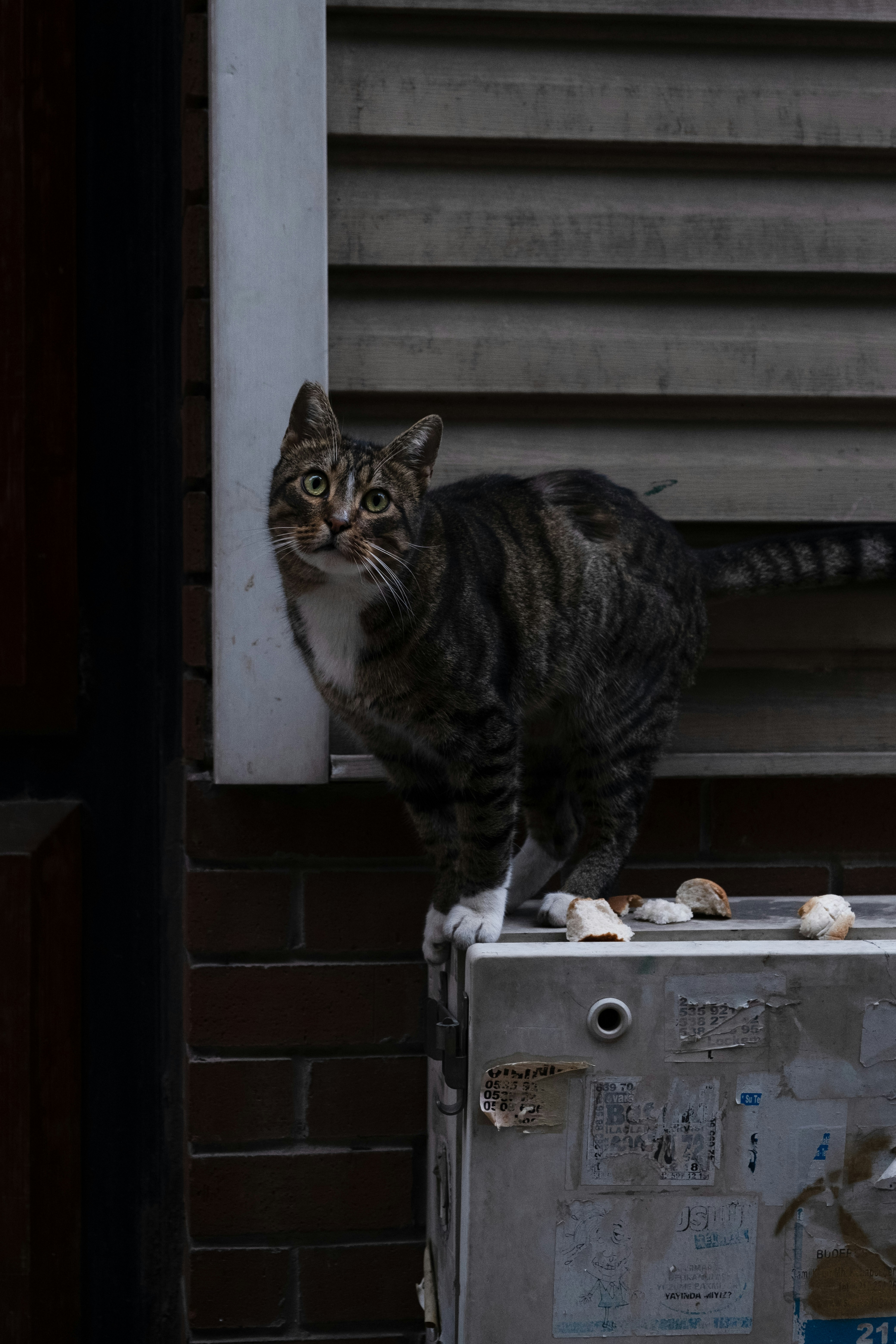 Curious Alley Cat perches at the Edge of a Metal Utility Box