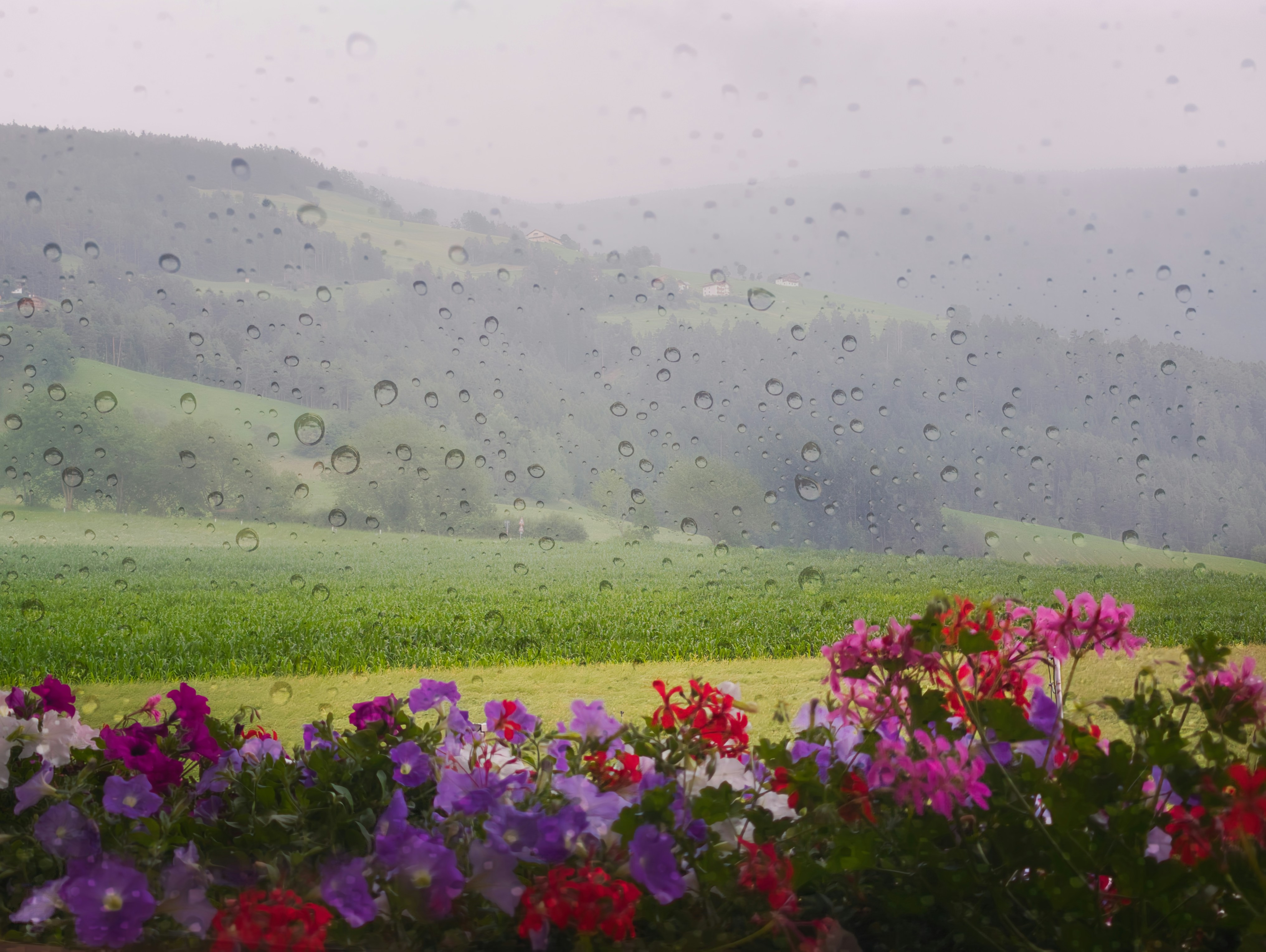 Colorful blooms at rainy hillside overlook