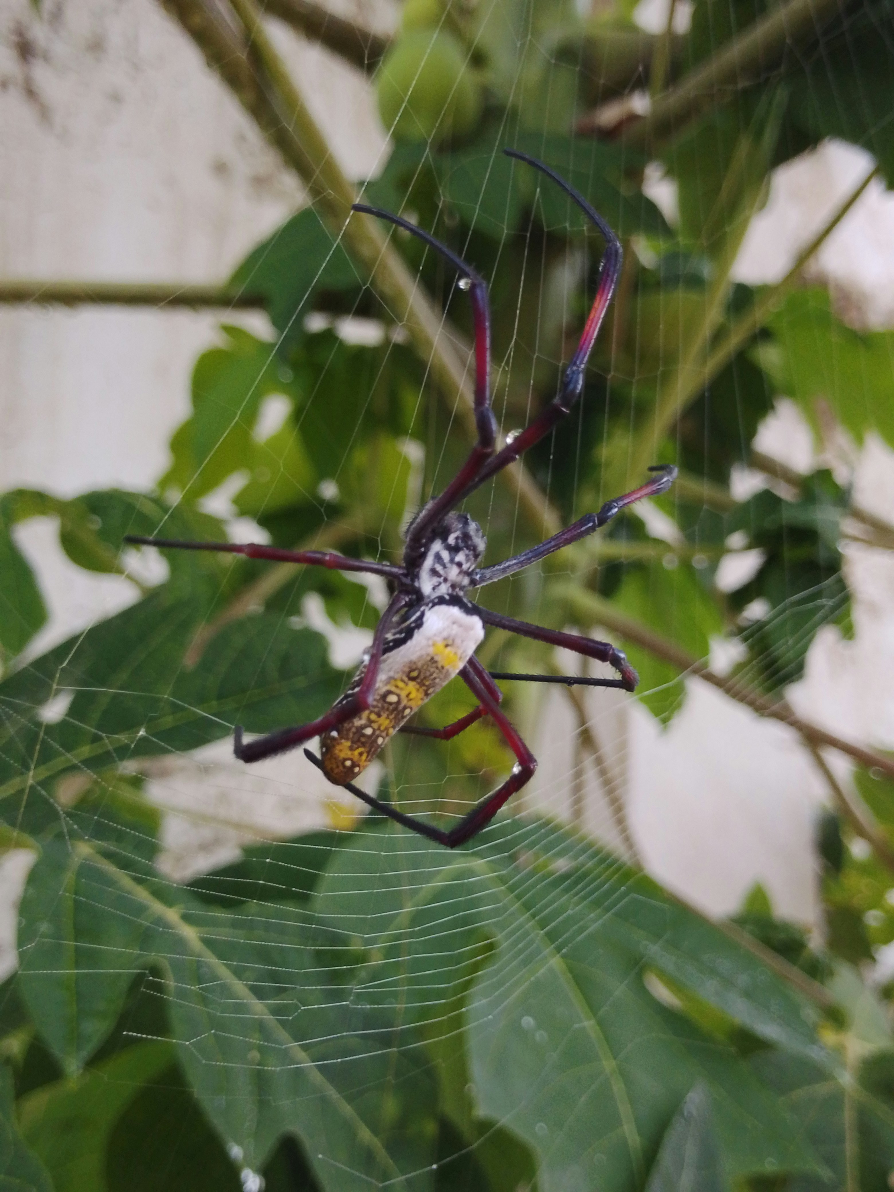 Beatifull nature, ser the spider