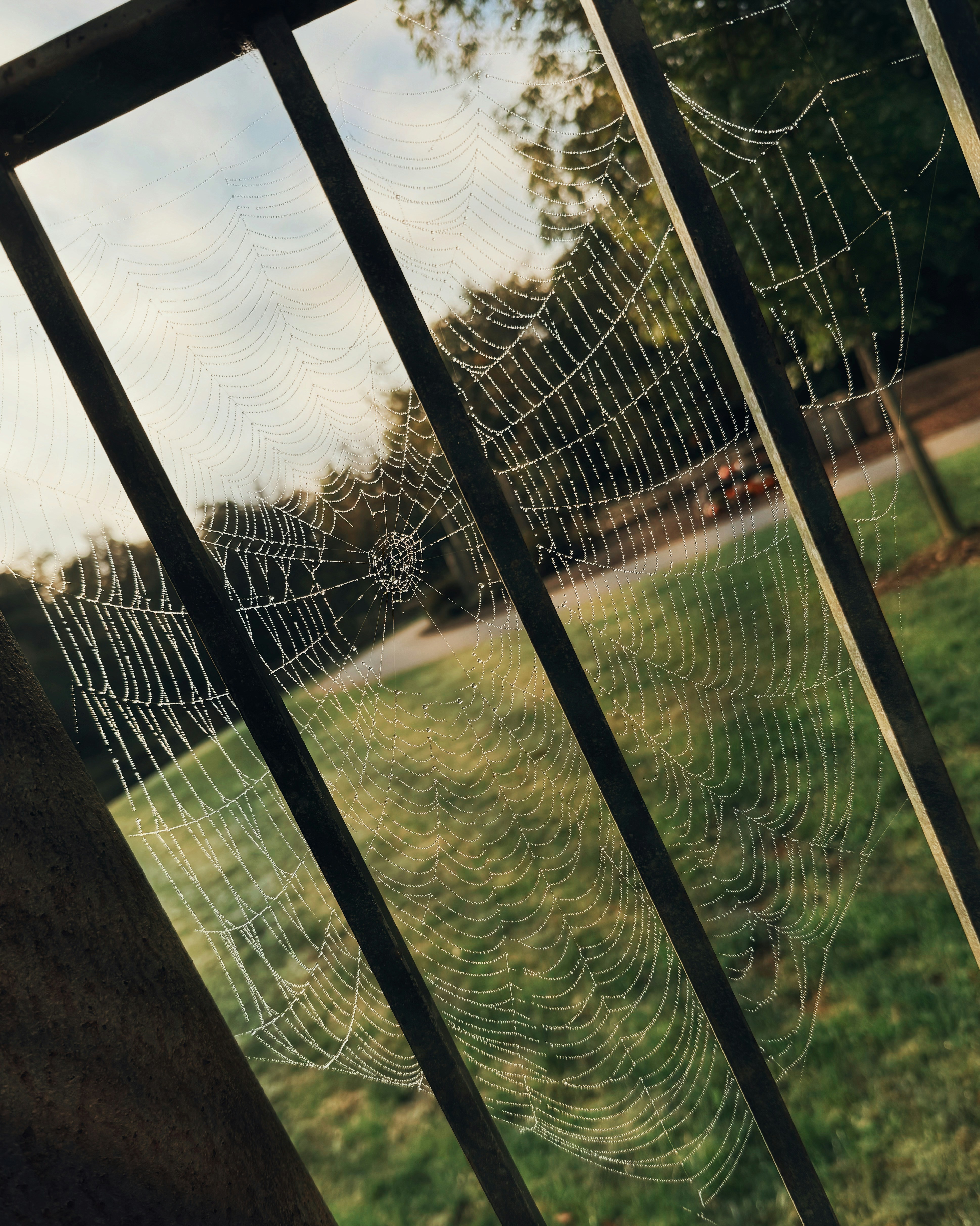 Spider Web Network Framed by Weathered Bars