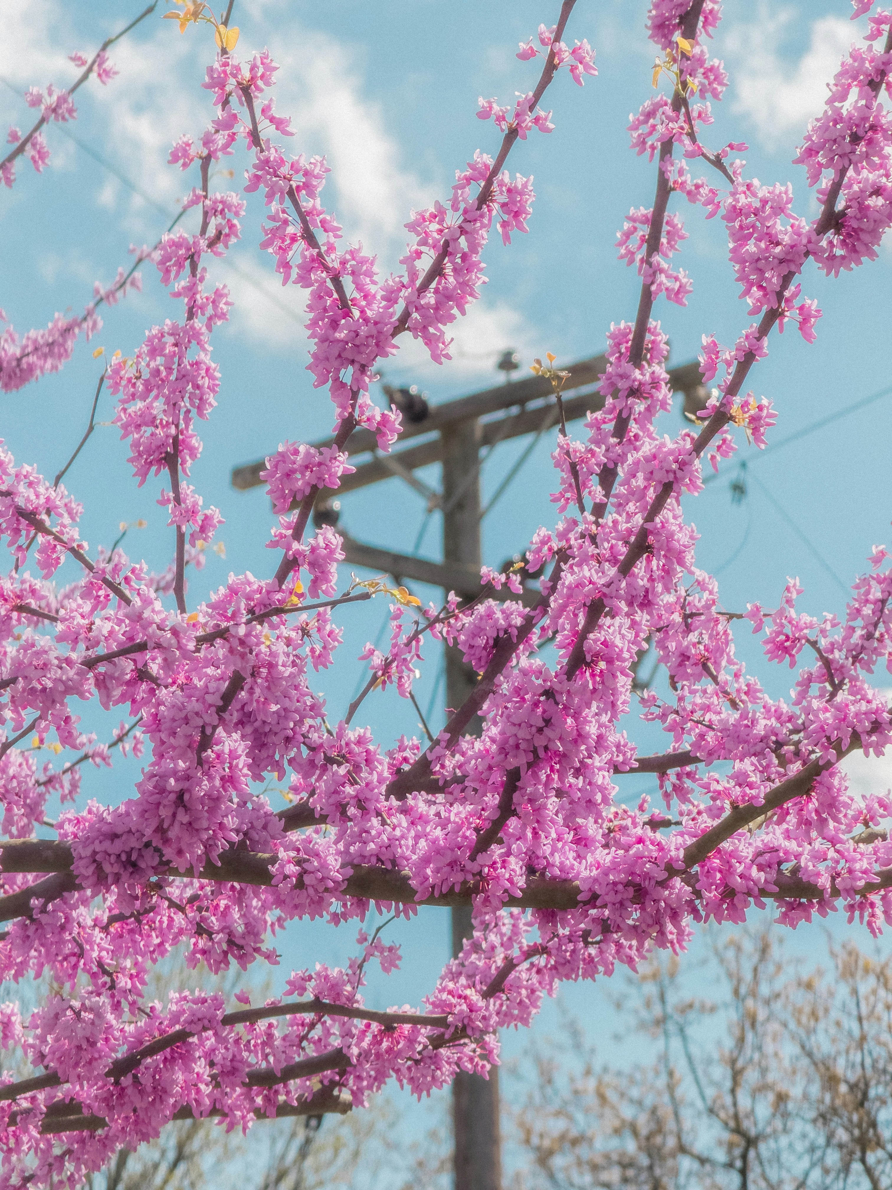 Pink Blossom Lattice Against Cement and Sky