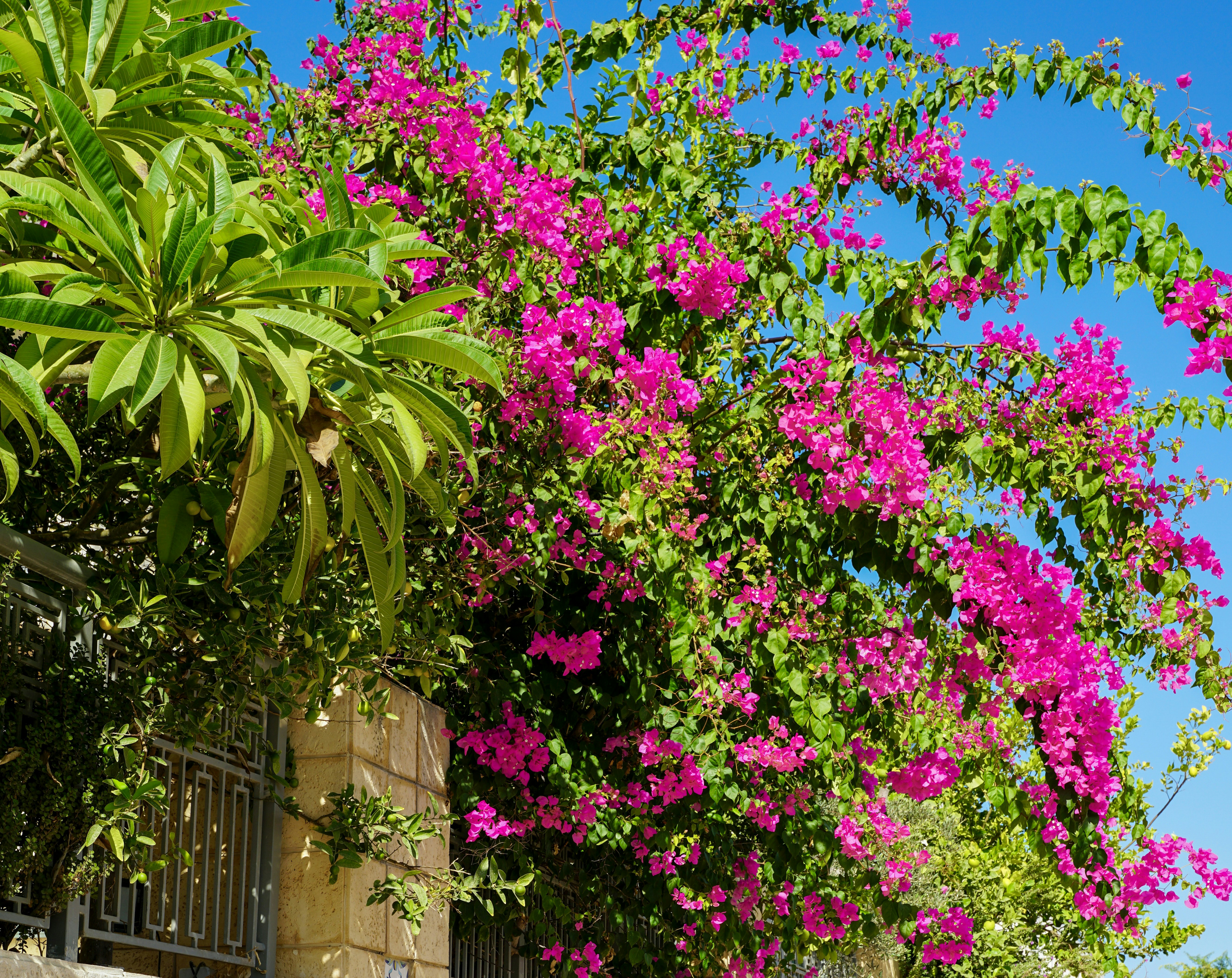 Bougainvillea Cascade Over Brick Facade