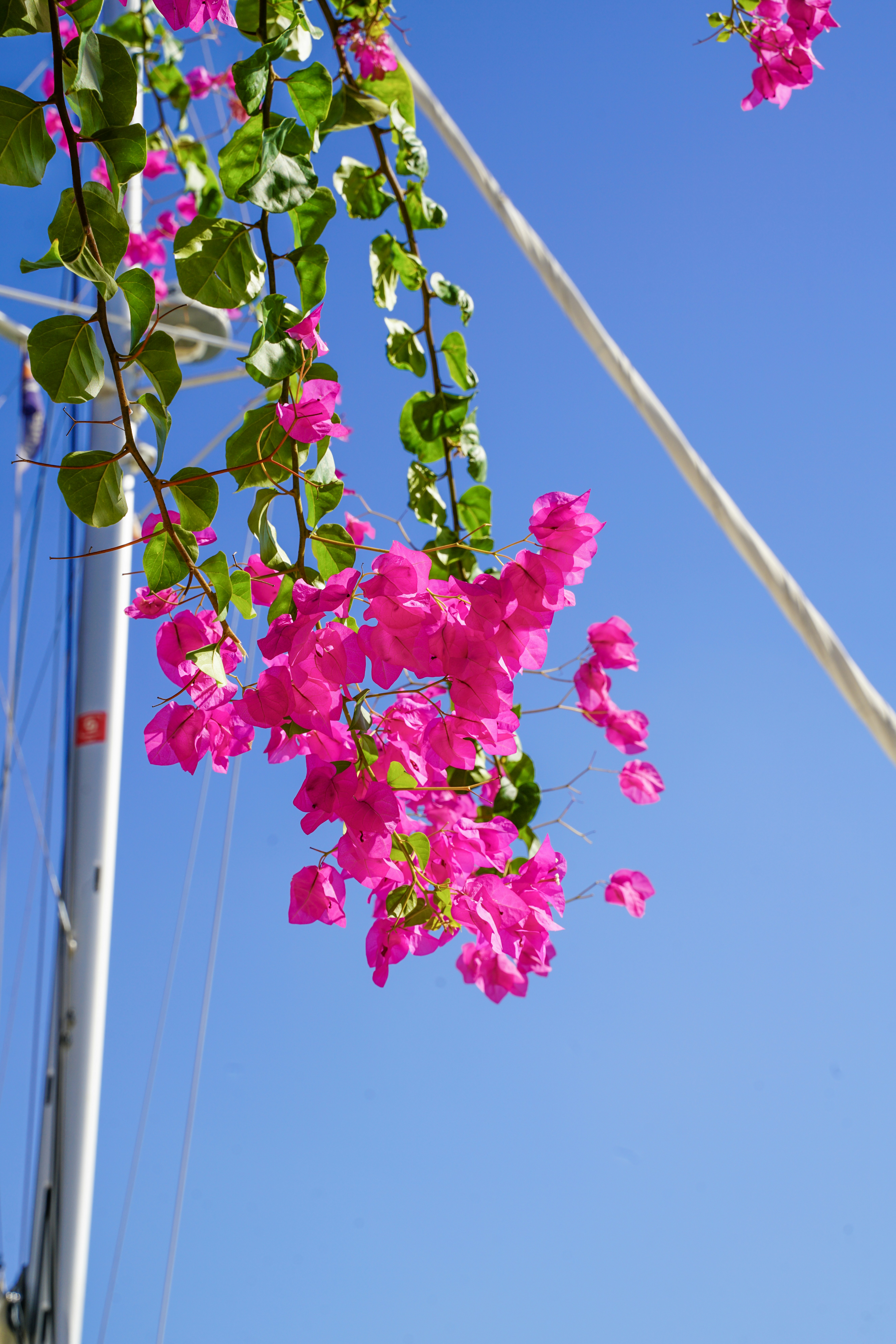 Pink Bougainvillea Cascade Against a Clear Blue Sky
