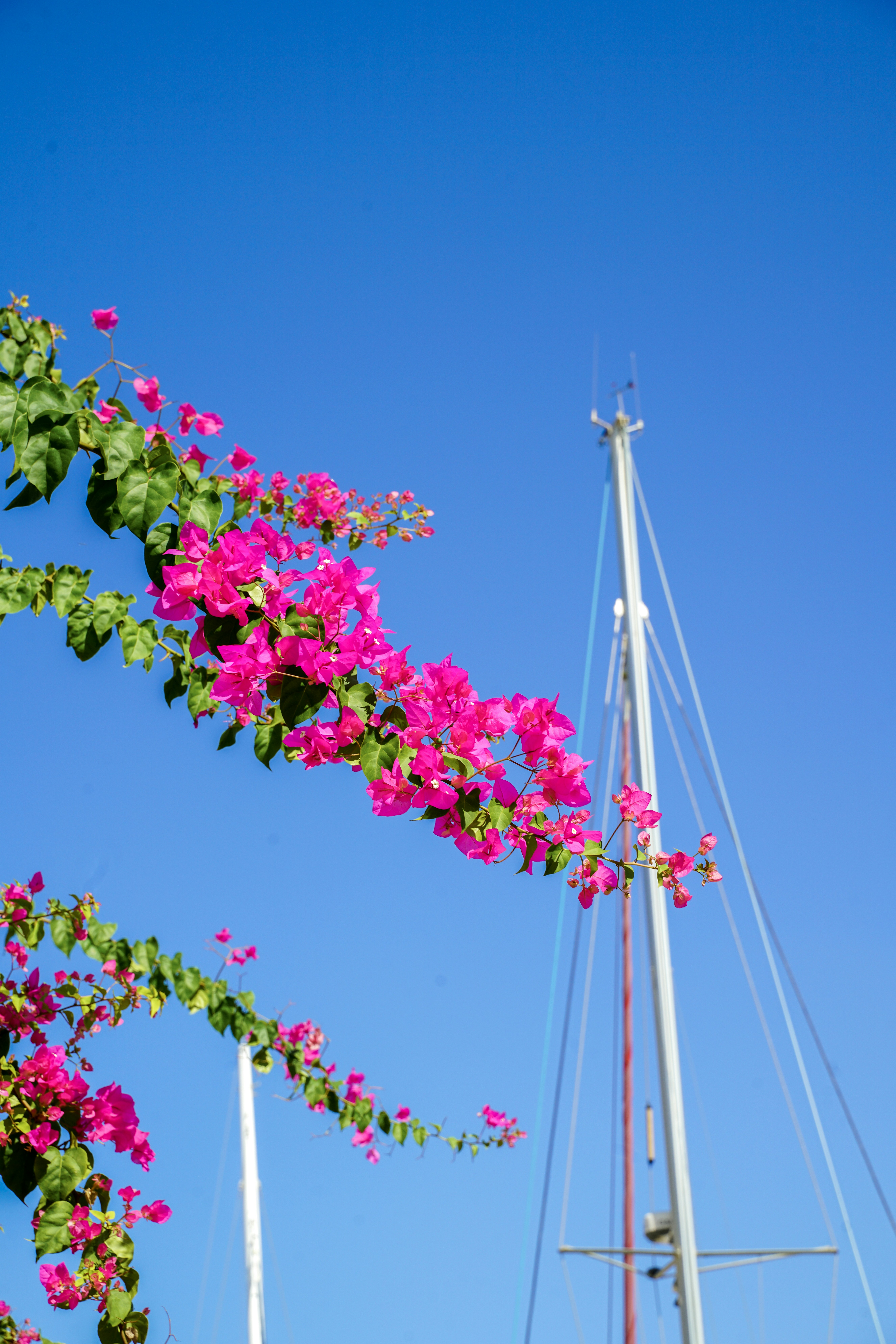 Bougainvillea Bowed Toward a Clear Blue Sky by a Sailboat Mast