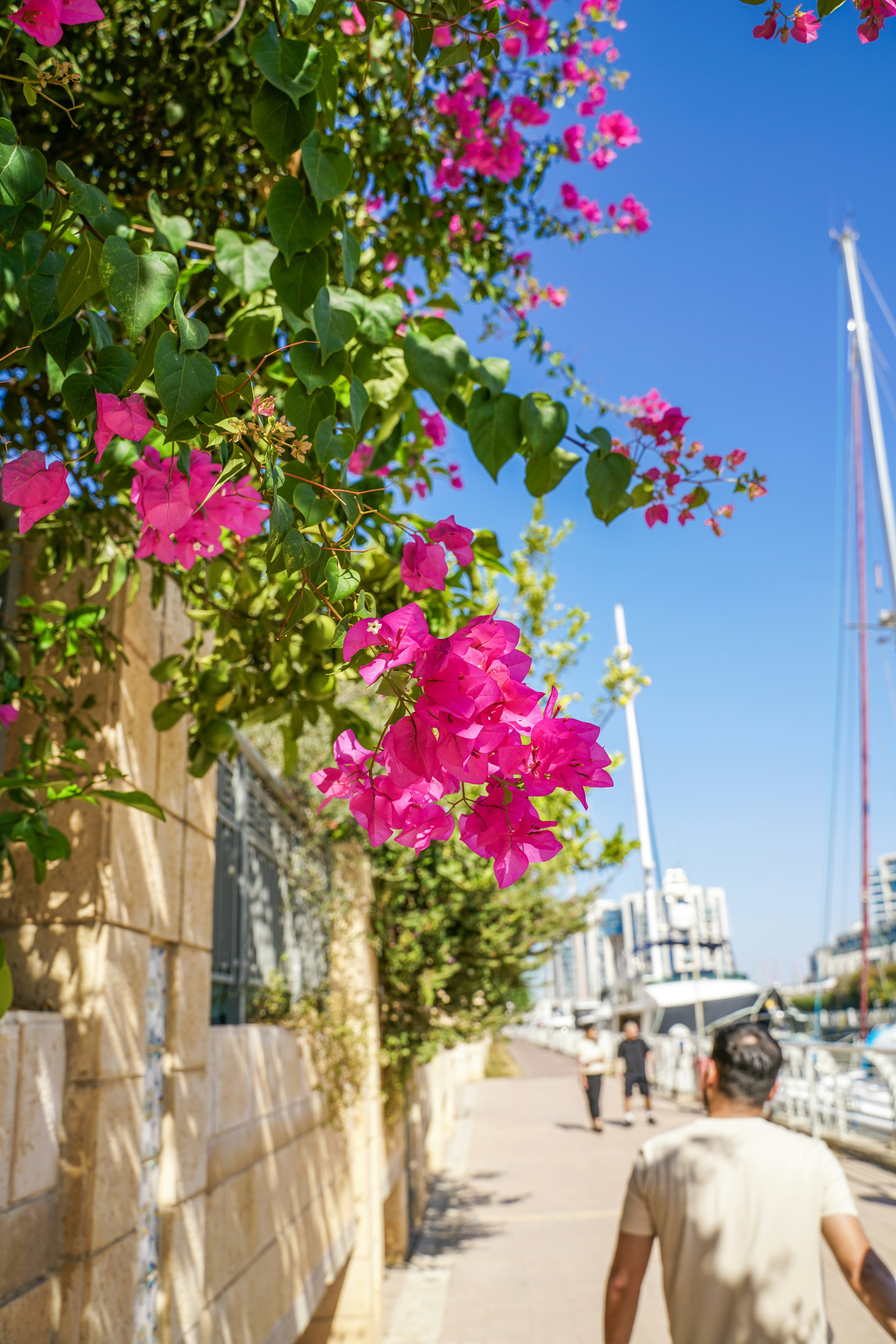 Bougainvillea Boulevard: Pink Flowers Against Marina Blues