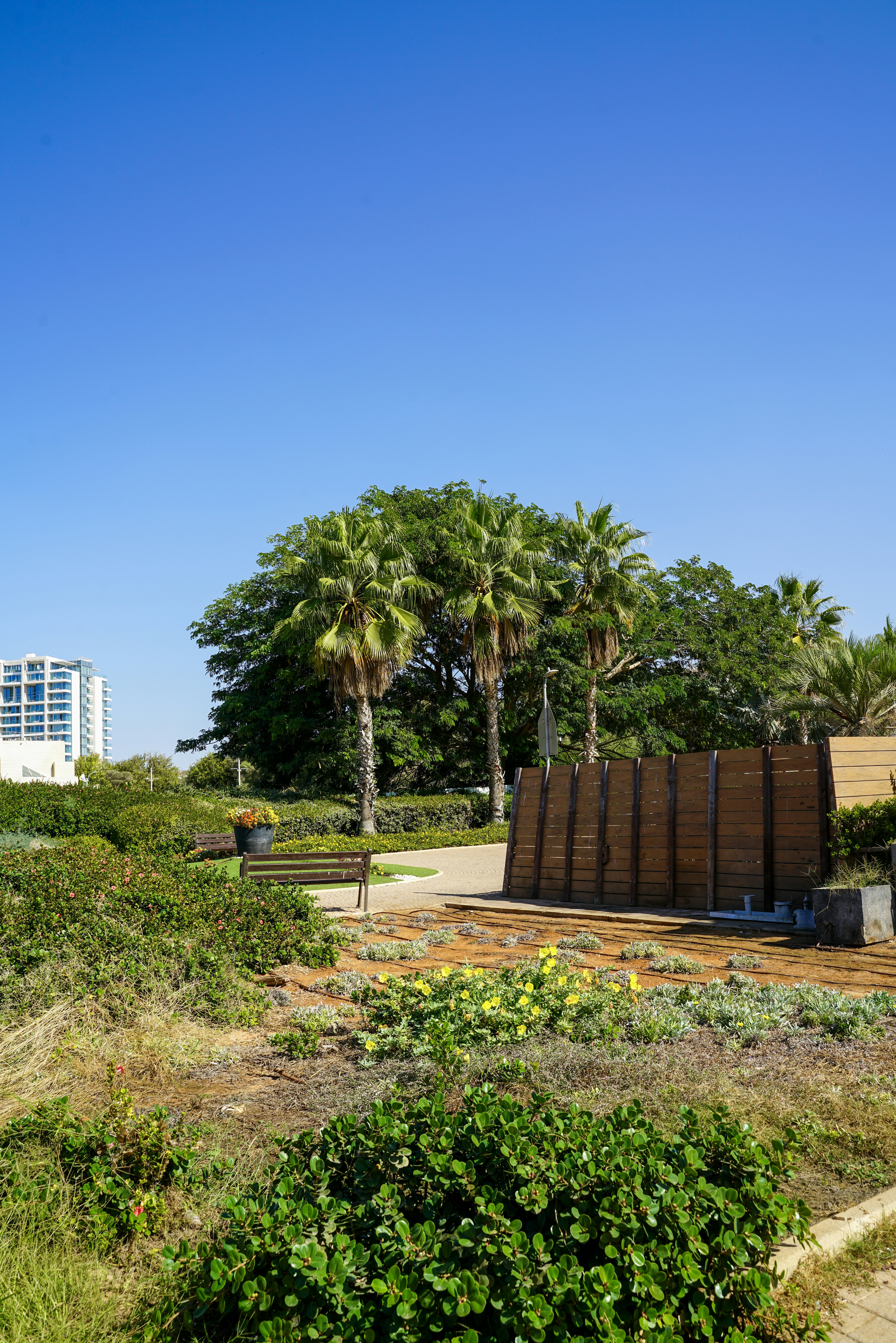 Sunny Coastal Garden with Palm Trees and Wooden Screen