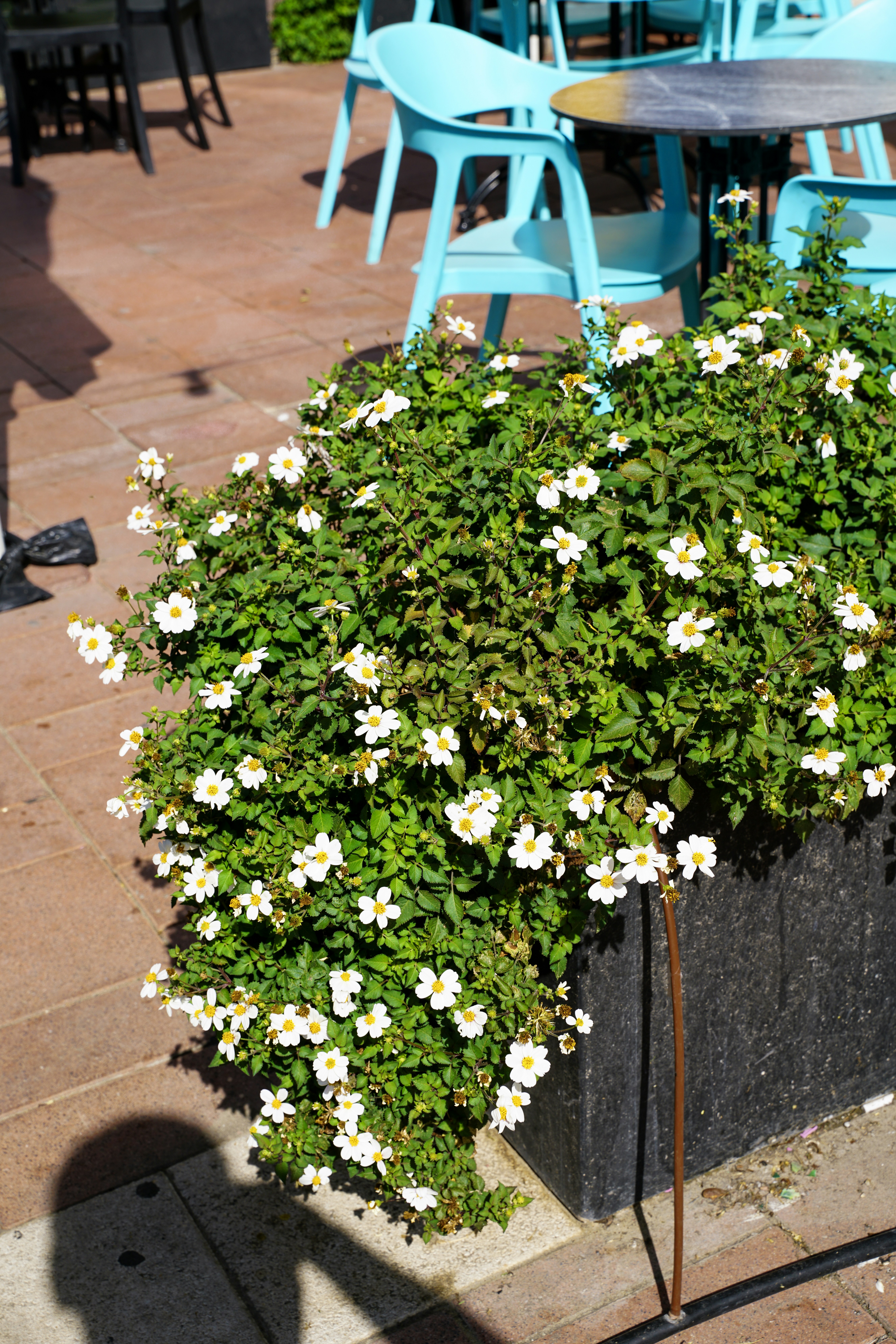 Sunlit daisies frame a bright patio oasis