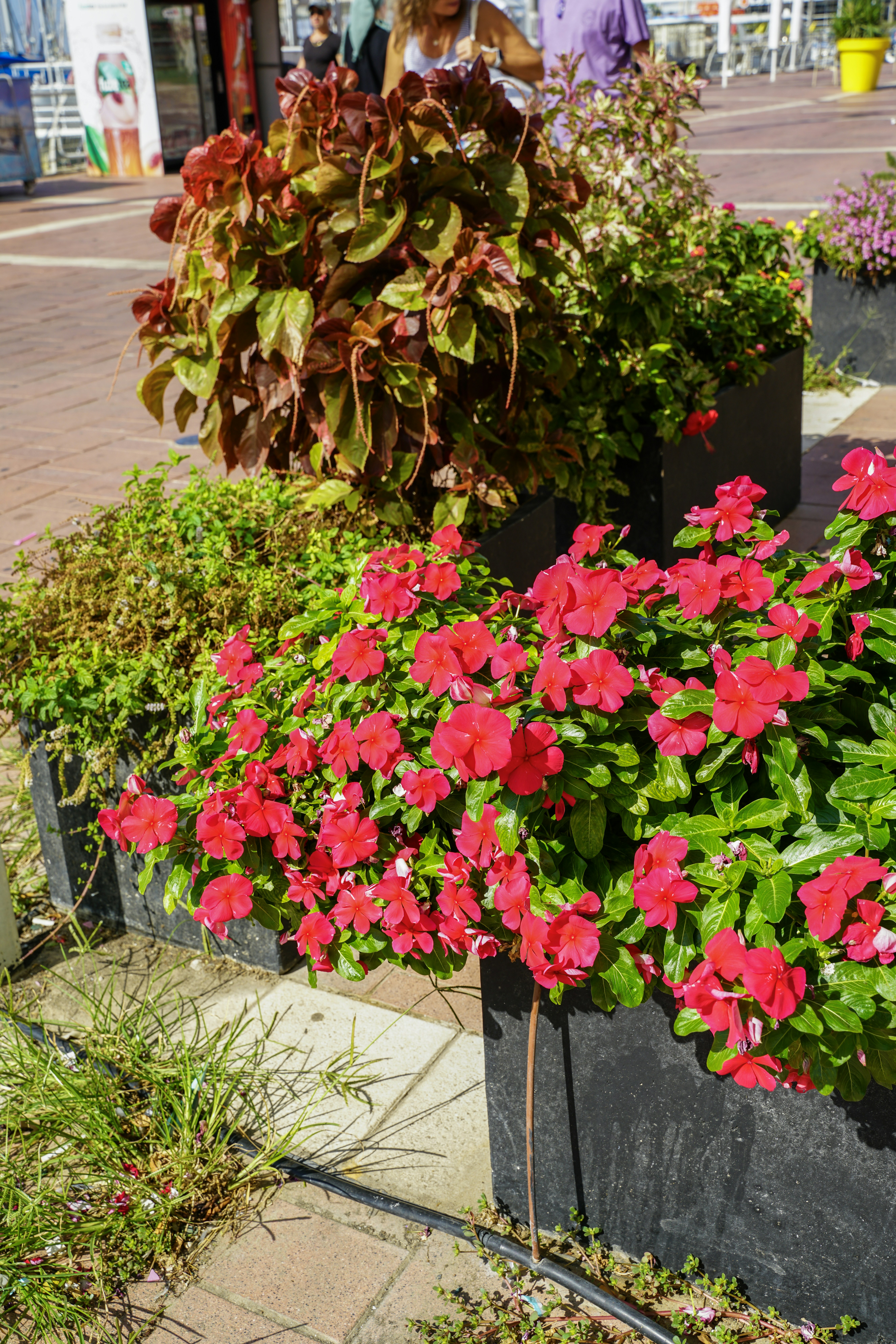 Vibrant Urban Planters: Pink ImpatiensIlluminated by Daylight